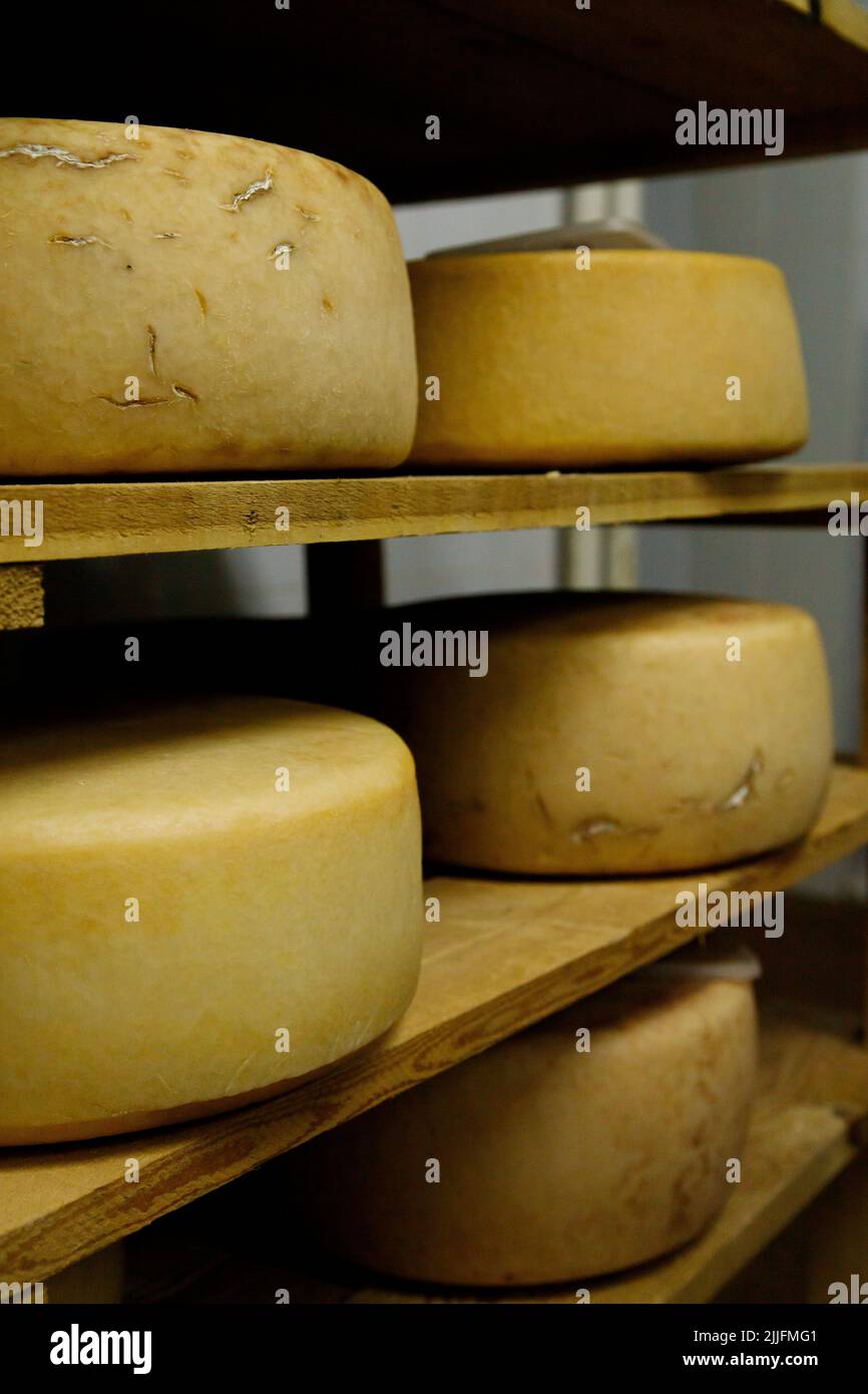 Hard cheese heads ripening on shelf in production in the chamber Stock ...