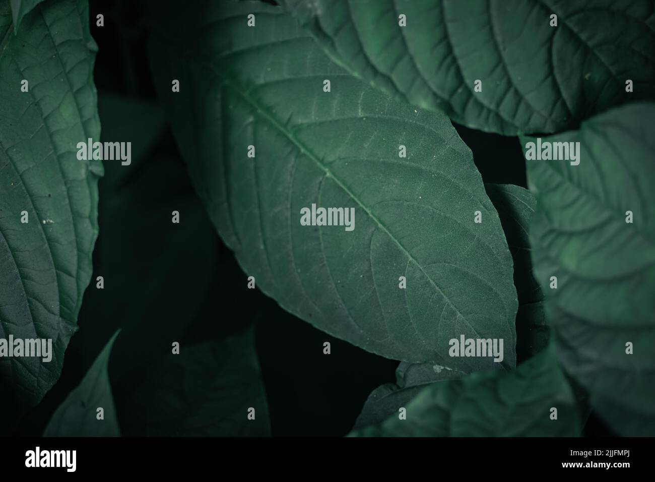 Green leaves pattern background, Natural background and wallpaper Stock ...