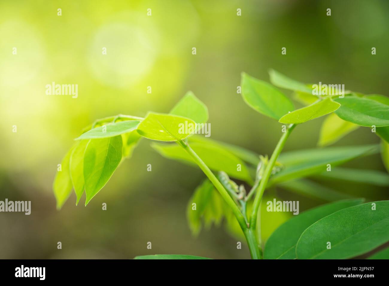 Small plants in the afternoon sun Stock Photo - Alamy