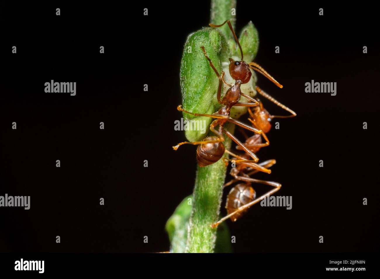 Macro photo of red ants on a tree trunk Stock Photo - Alamy