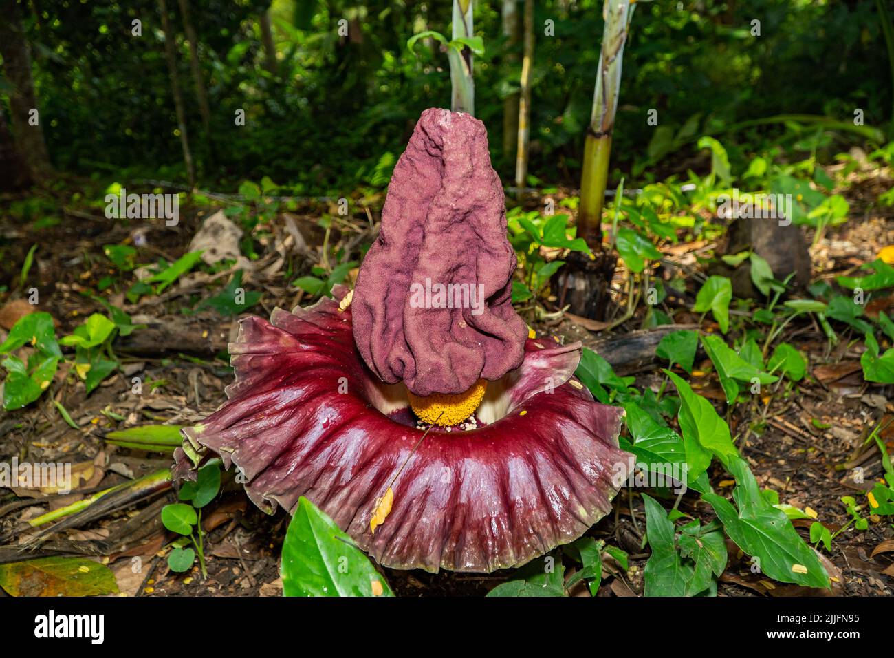 Titan Arum flowers that grow in the wild Stock Photo - Alamy