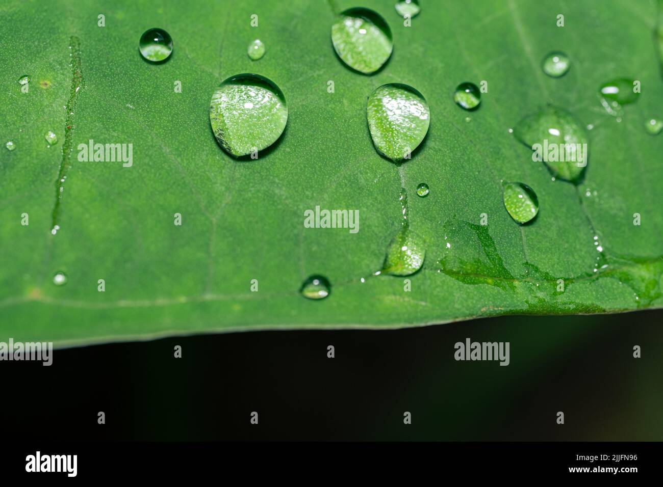 Macro photo of water drops on taro leaves Stock Photo - Alamy