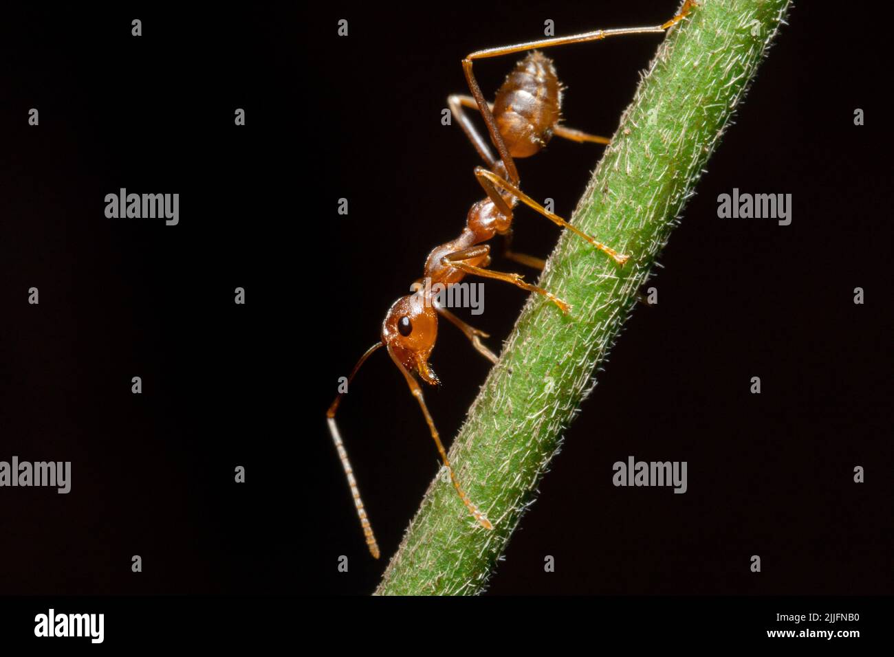 Red ant in tree hi-res stock photography and images - Alamy