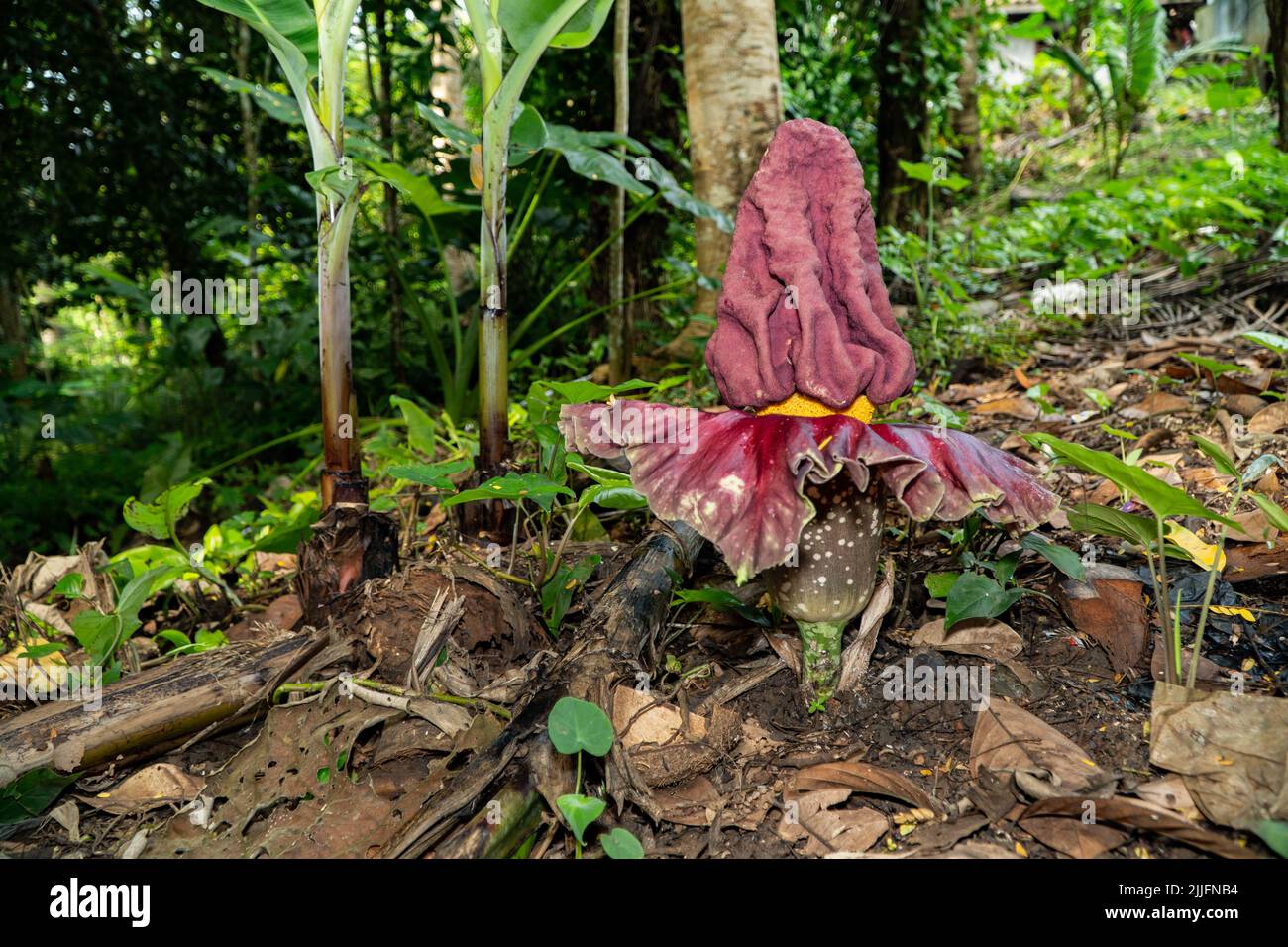 Titan Arum flowers that grow in the wild Stock Photo - Alamy