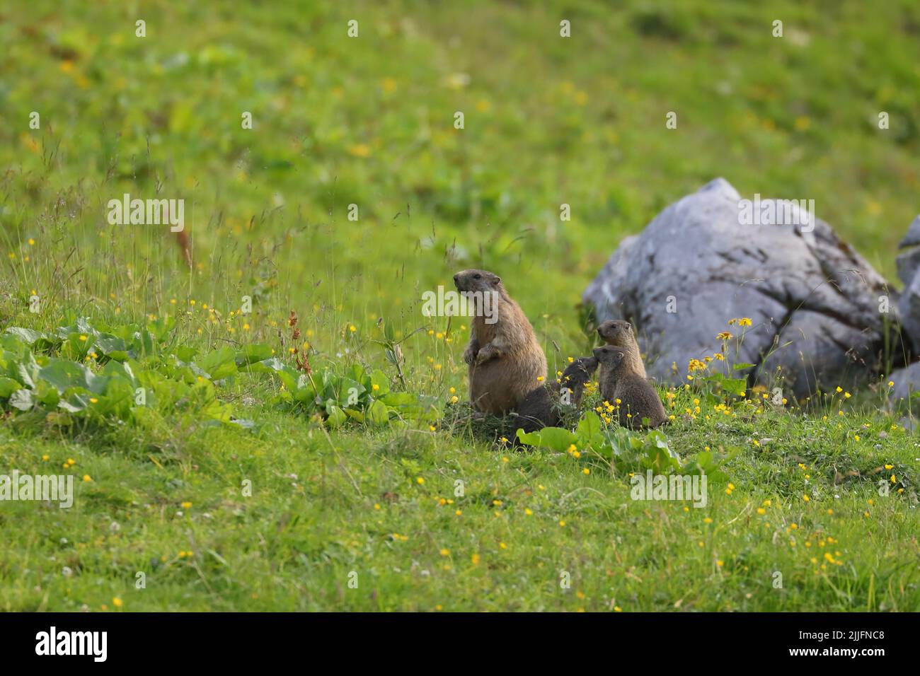 Alpine marmot (Marmota marmota) in the Austrian Alps Stock Photo - Alamy