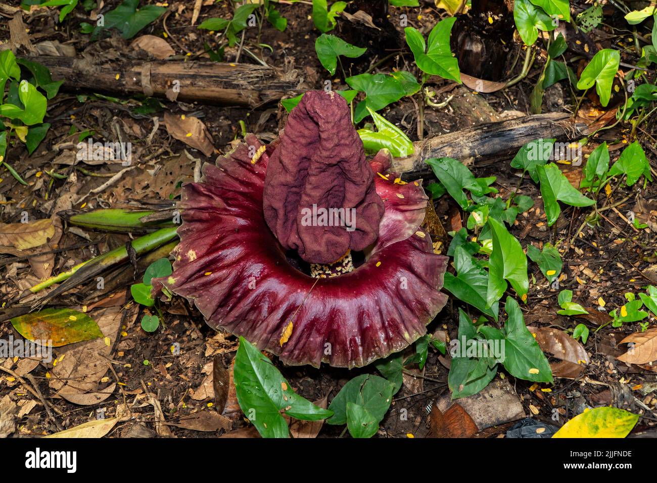 Titan Arum flowers that grow in the wild Stock Photo - Alamy