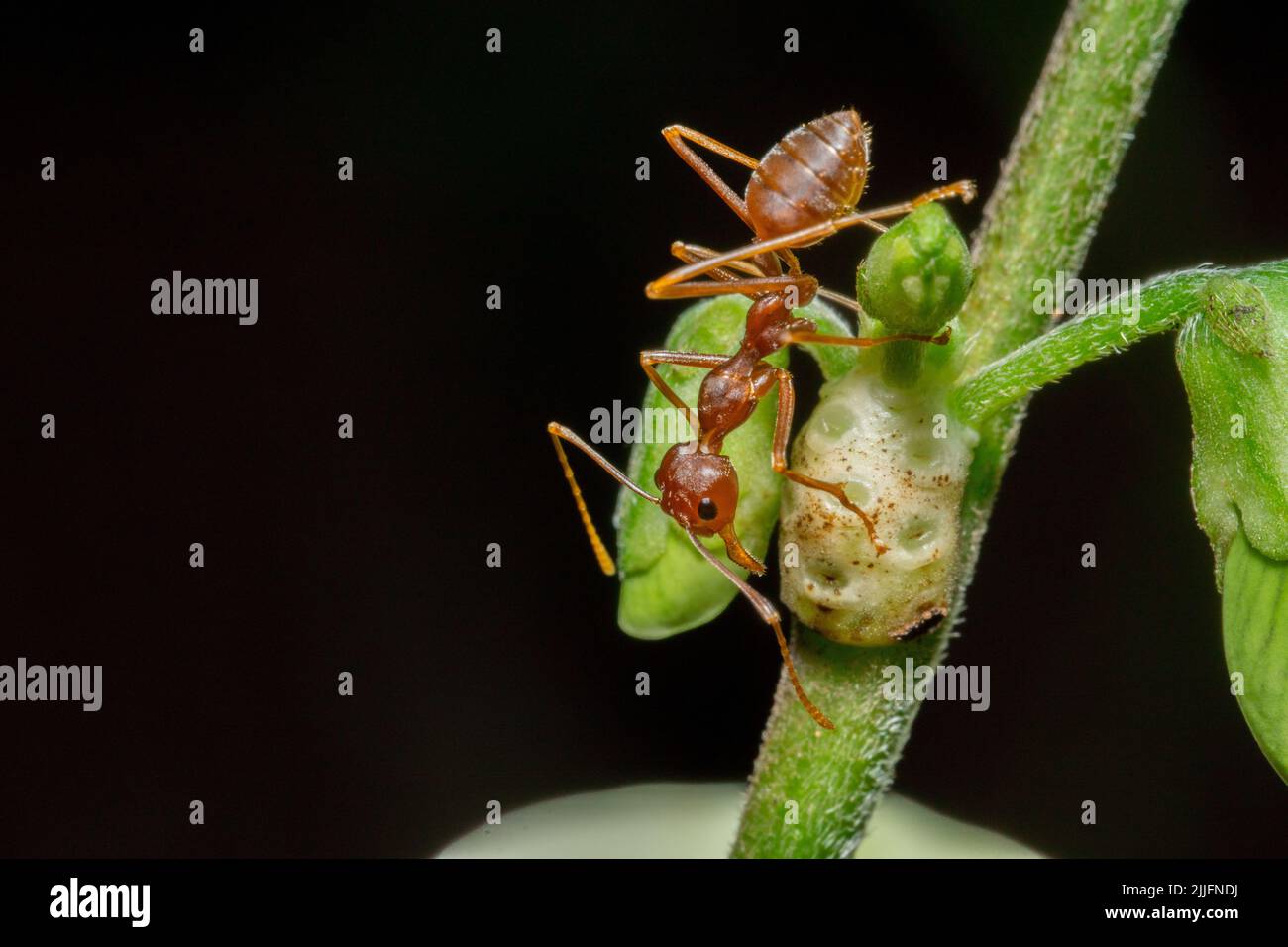 Macro photo of red ants on a tree trunk Stock Photo - Alamy