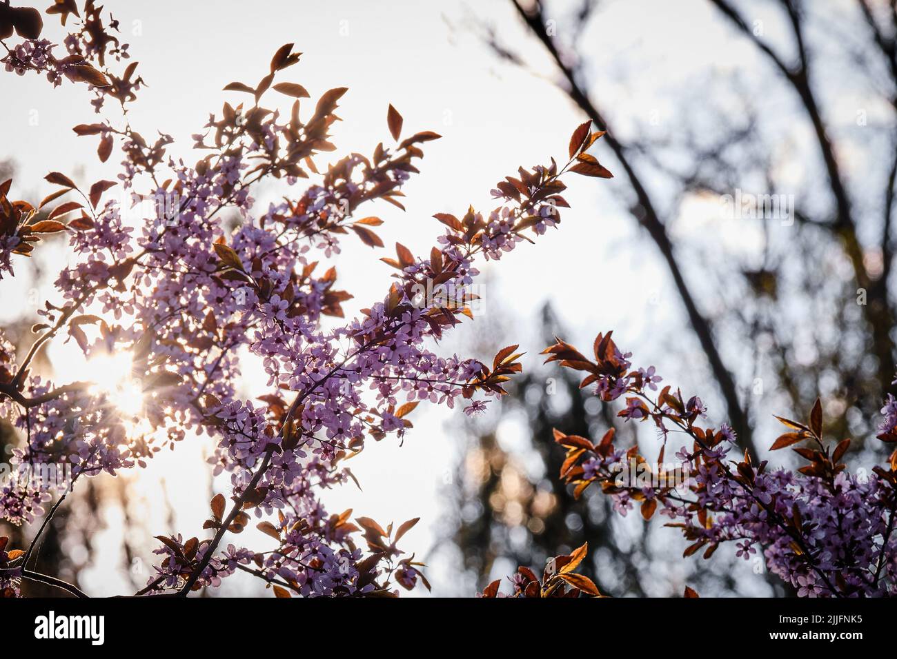 Prune prunus cerasifera myrobalan hi-res stock photography and images ...