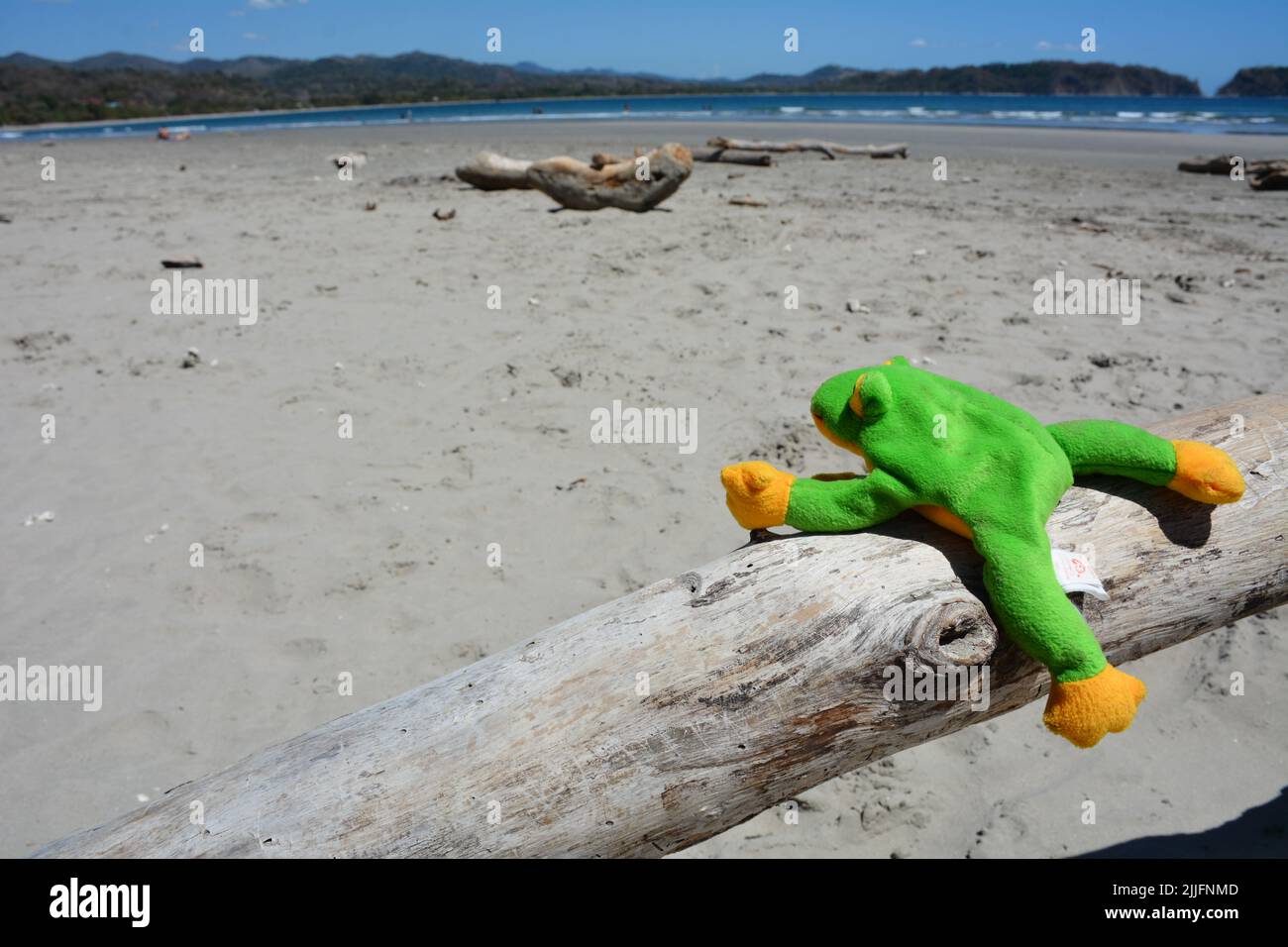 Green stuffed frog resting on driftwood on tropical beach Stock Photo ...