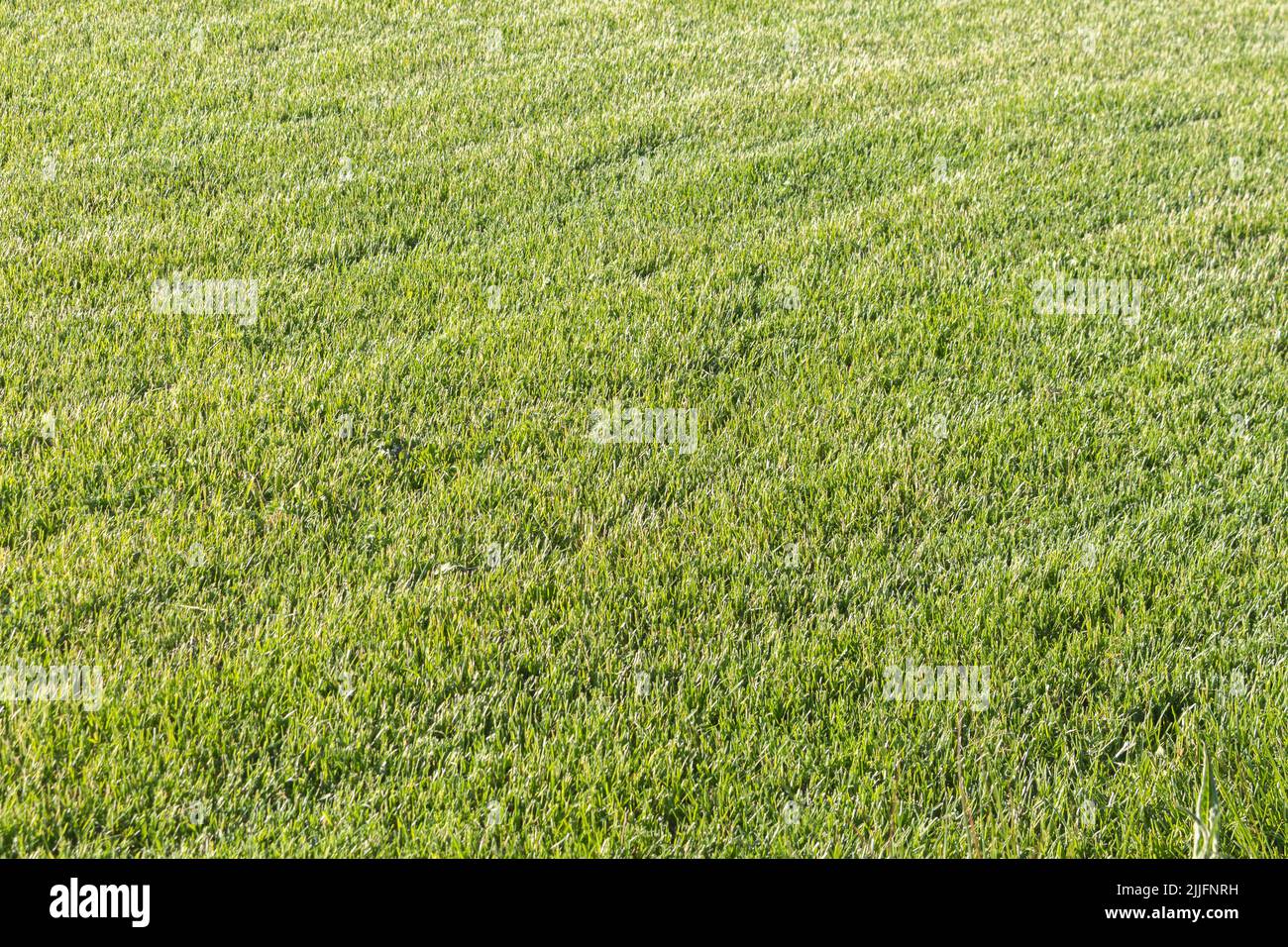 Green grassy surface. Summer green background. Manicured lawn in the ...