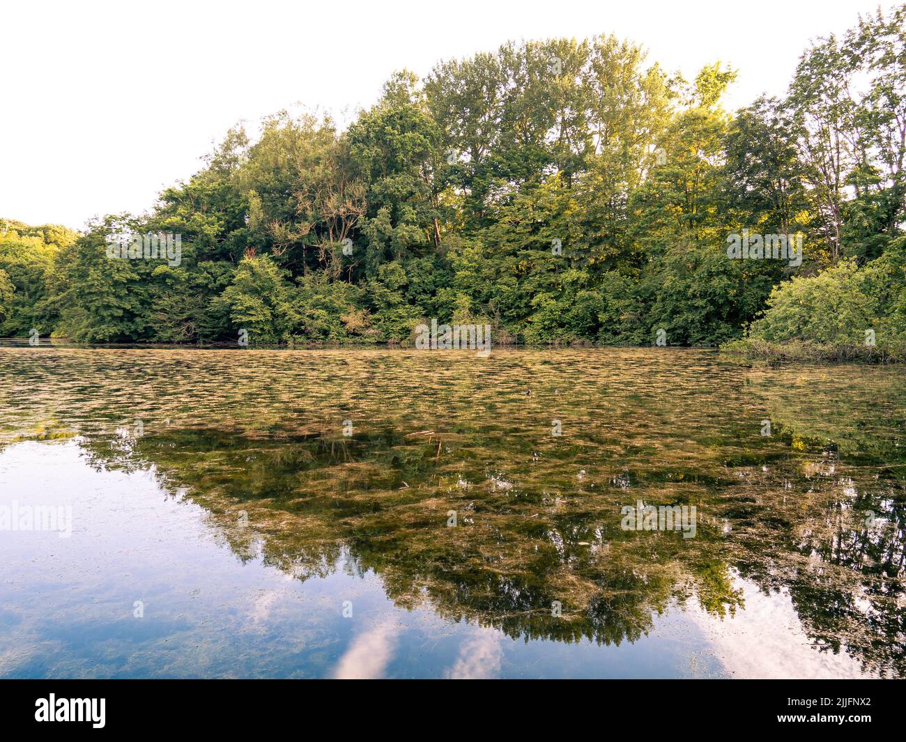 Symmetrical reflection of trees on the water surface in a public park ...