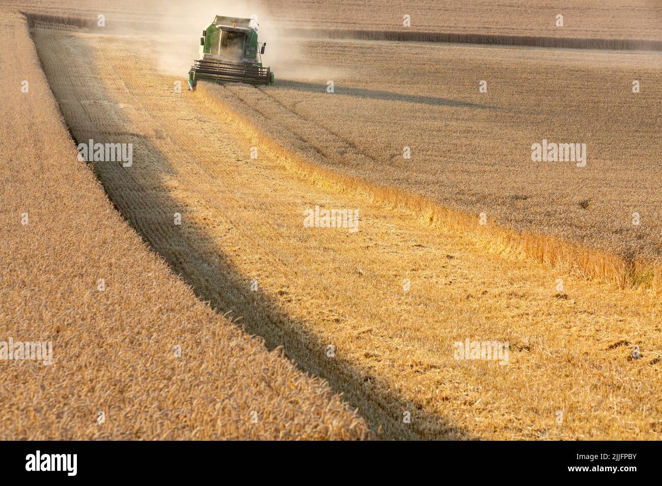 Wheat harvest in progress using combine harvesters. Setting sun ...