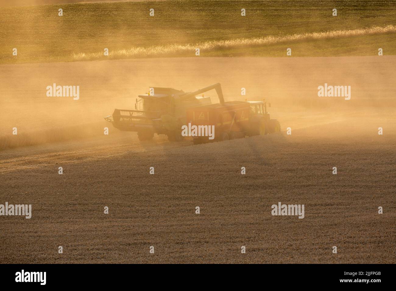 Wheat harvest in progress using combine harvesters. Setting sun ...