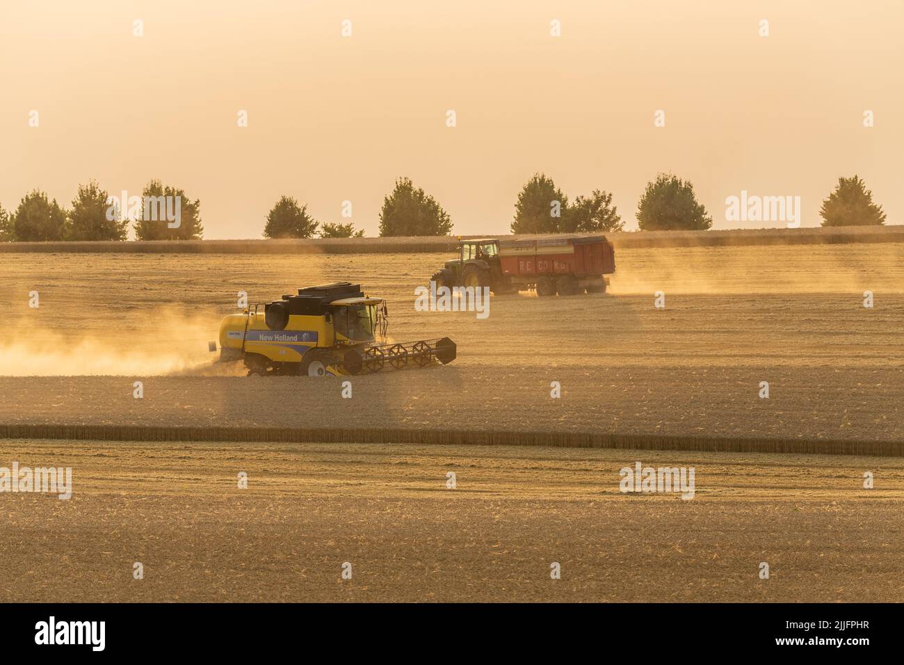 Wheat harvest in progress using combine harvesters. Setting sun ...