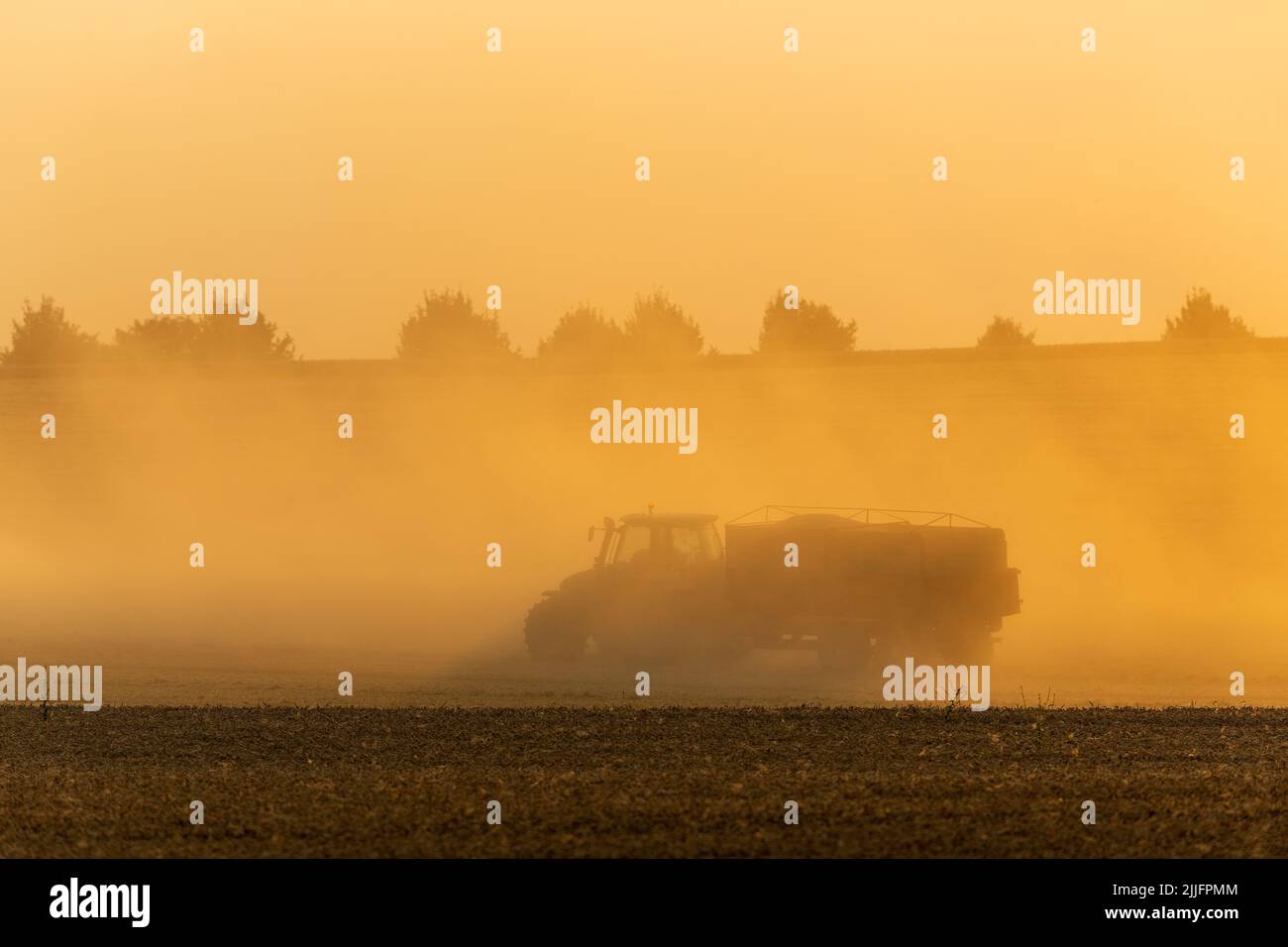 Wheat harvest in progress, tractor with trailer for loading. Setting ...
