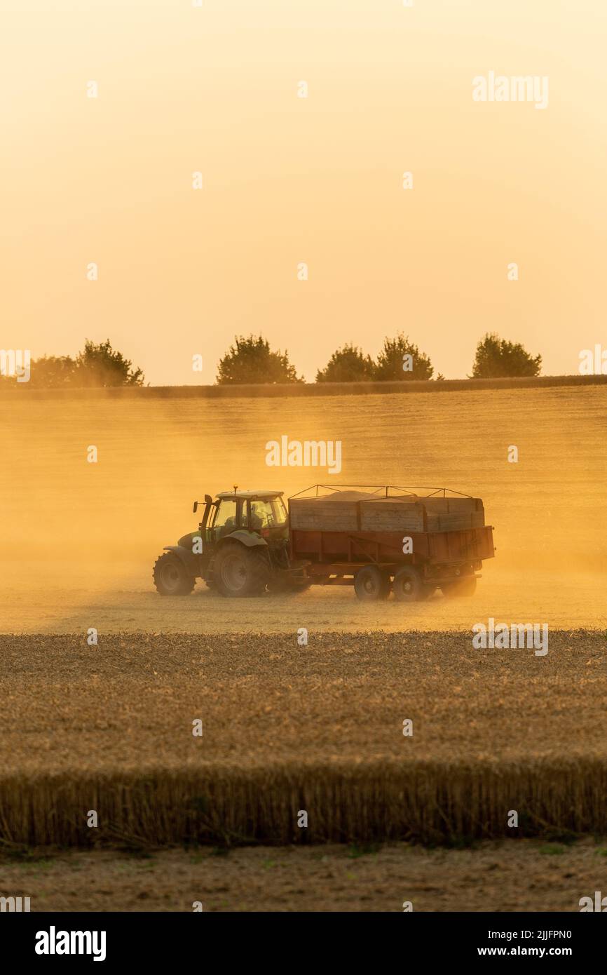 Wheat harvest in progress, tractor with trailer for loading. Setting ...