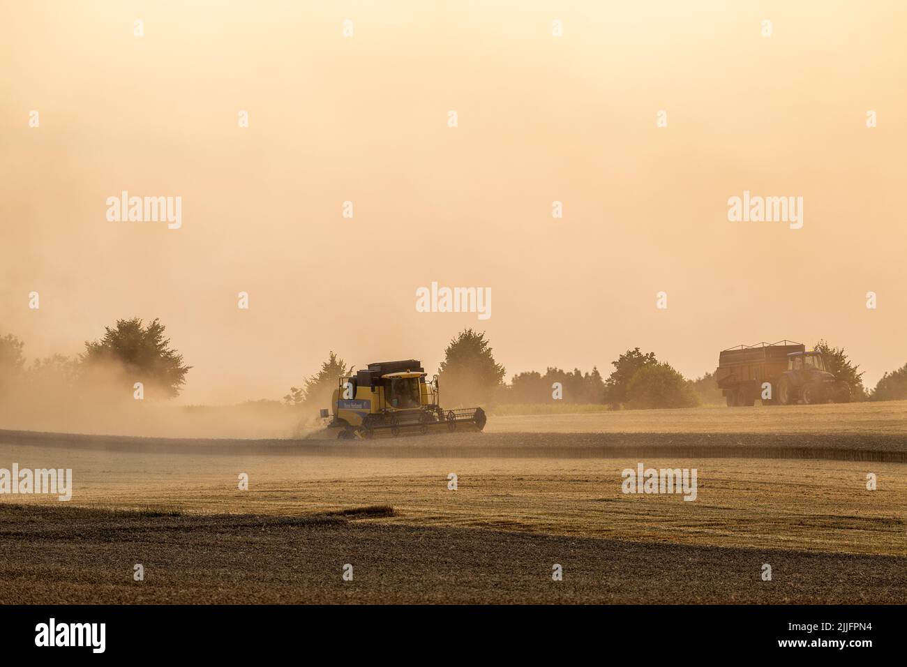 Wheat harvest in progress using combine harvesters. Setting sun ...