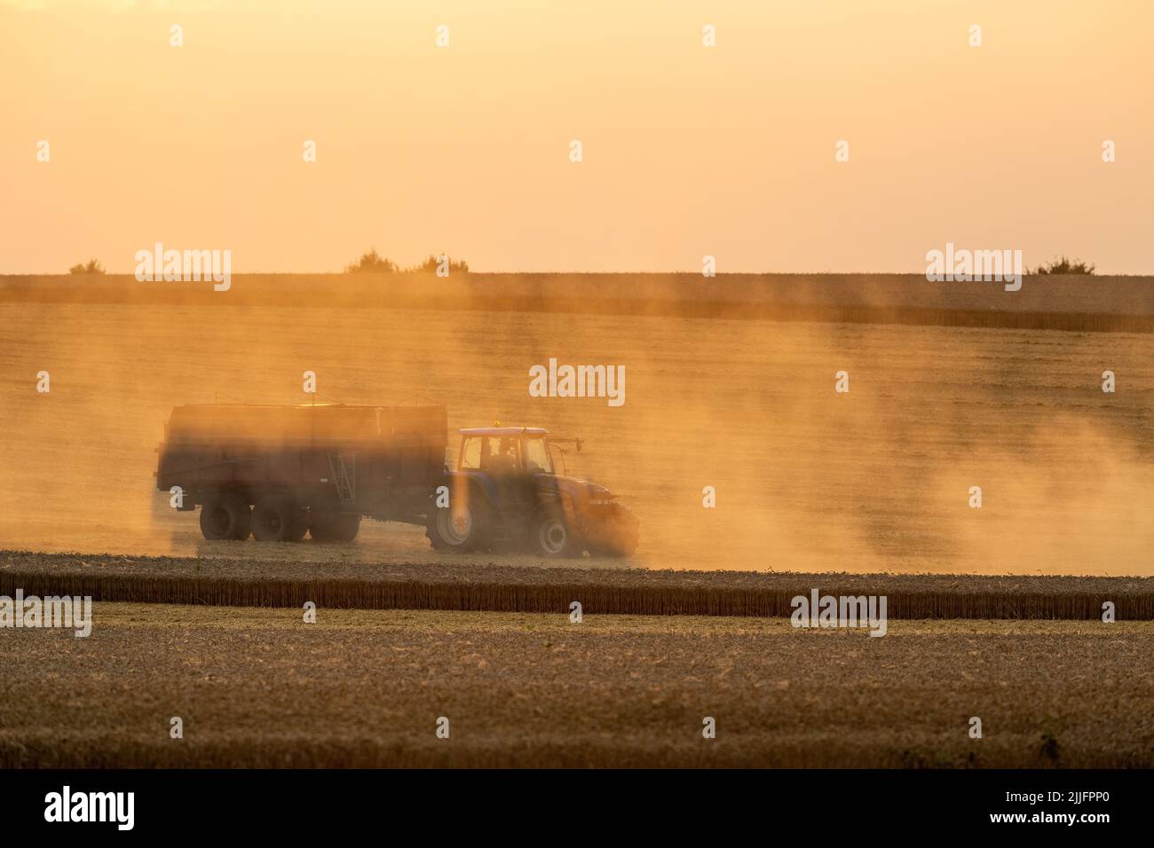 Wheat harvest in progress, tractor with trailer for loading. Setting ...