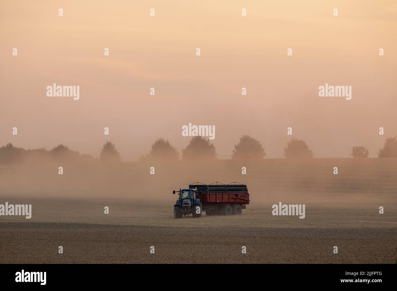 Wheat harvest in progress, tractor with trailer for loading. Setting ...