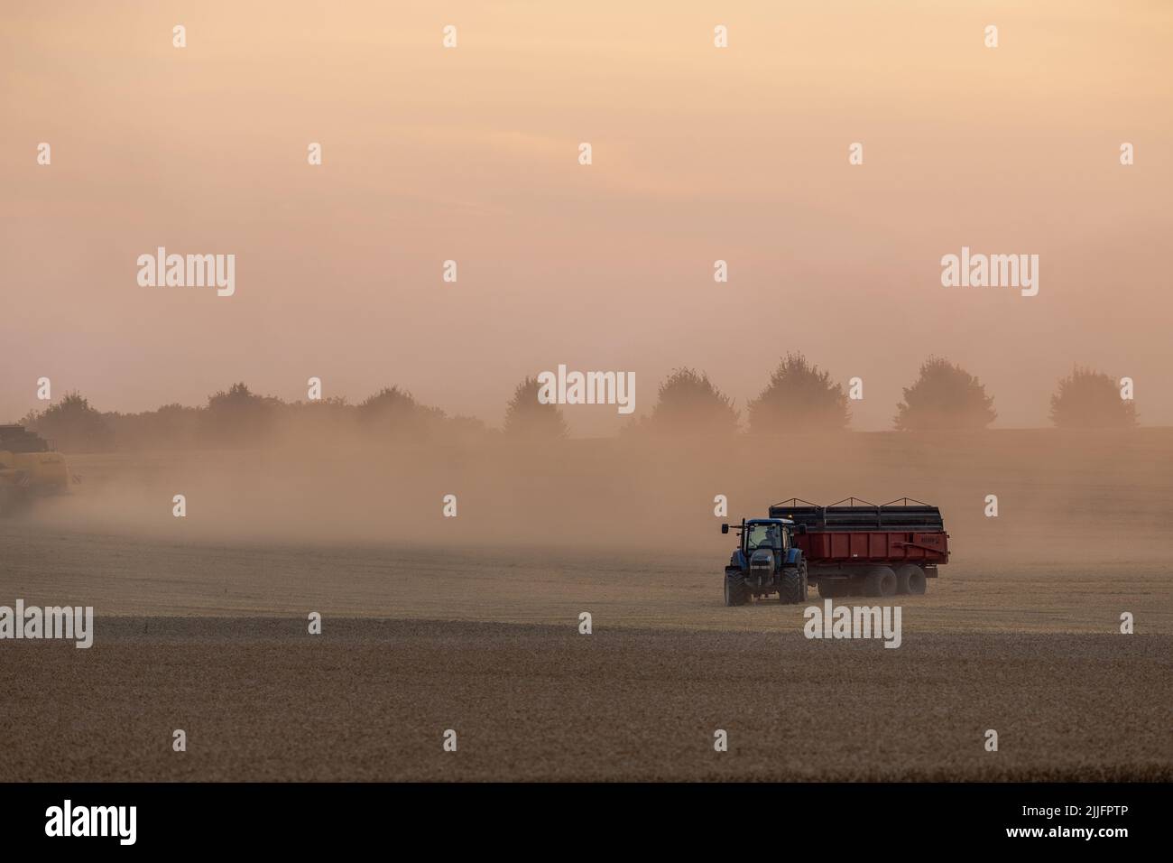 Wheat harvest in progress, tractor with trailer for loading. Setting ...