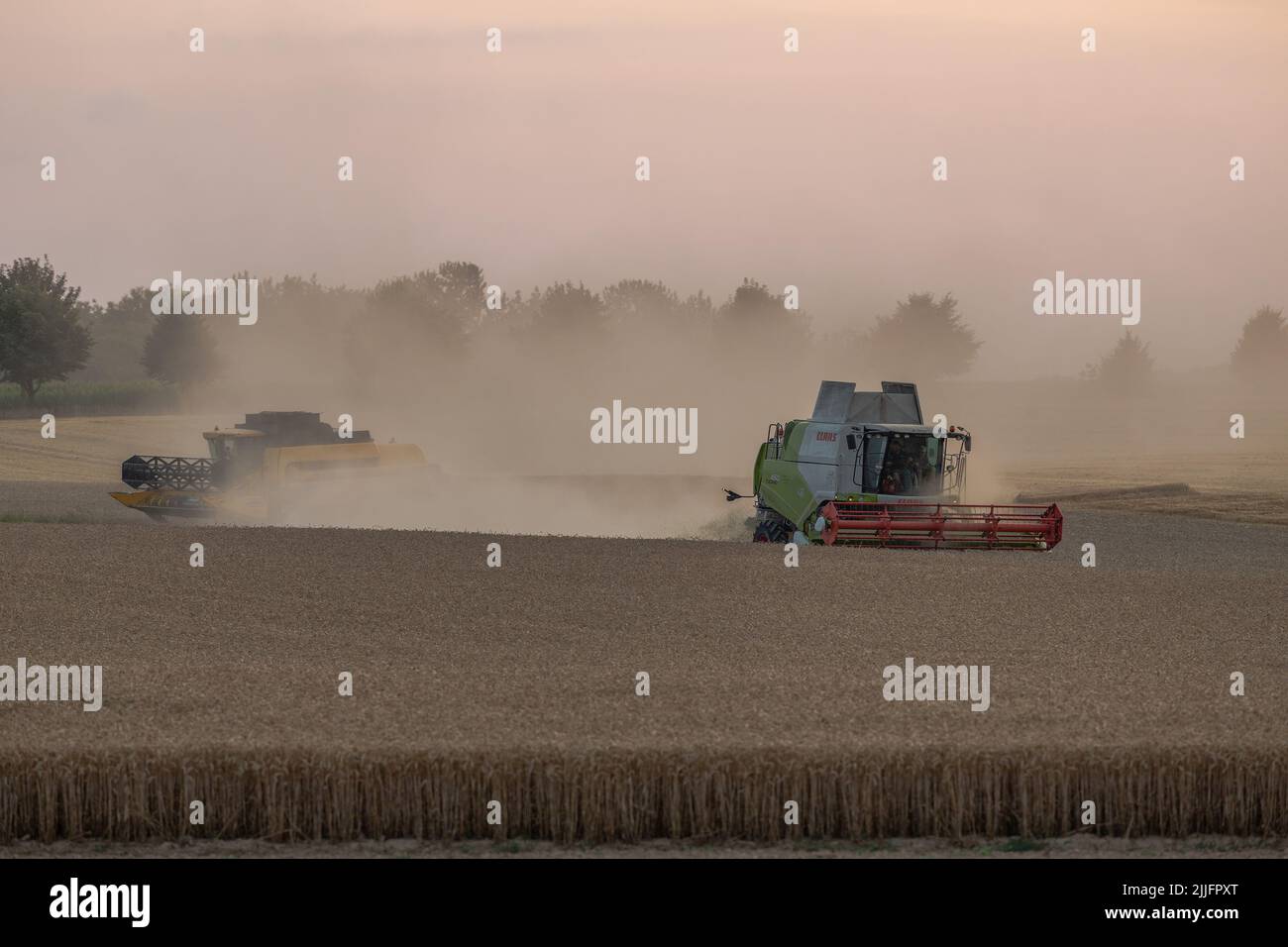 Wheat harvest in progress using combine harvesters. Setting sun ...