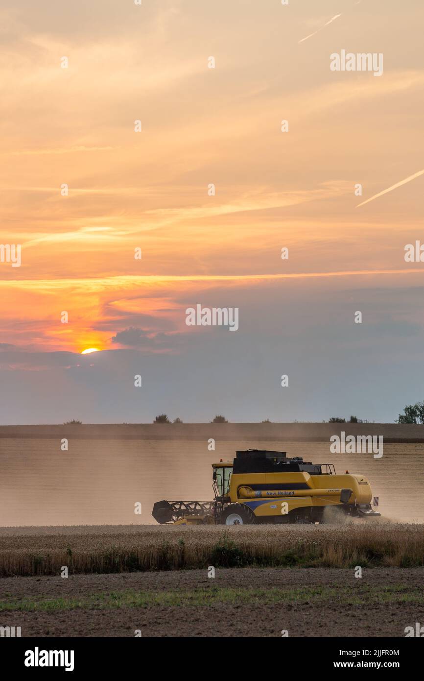 Wheat harvest in progress using combine harvesters. Setting sun ...