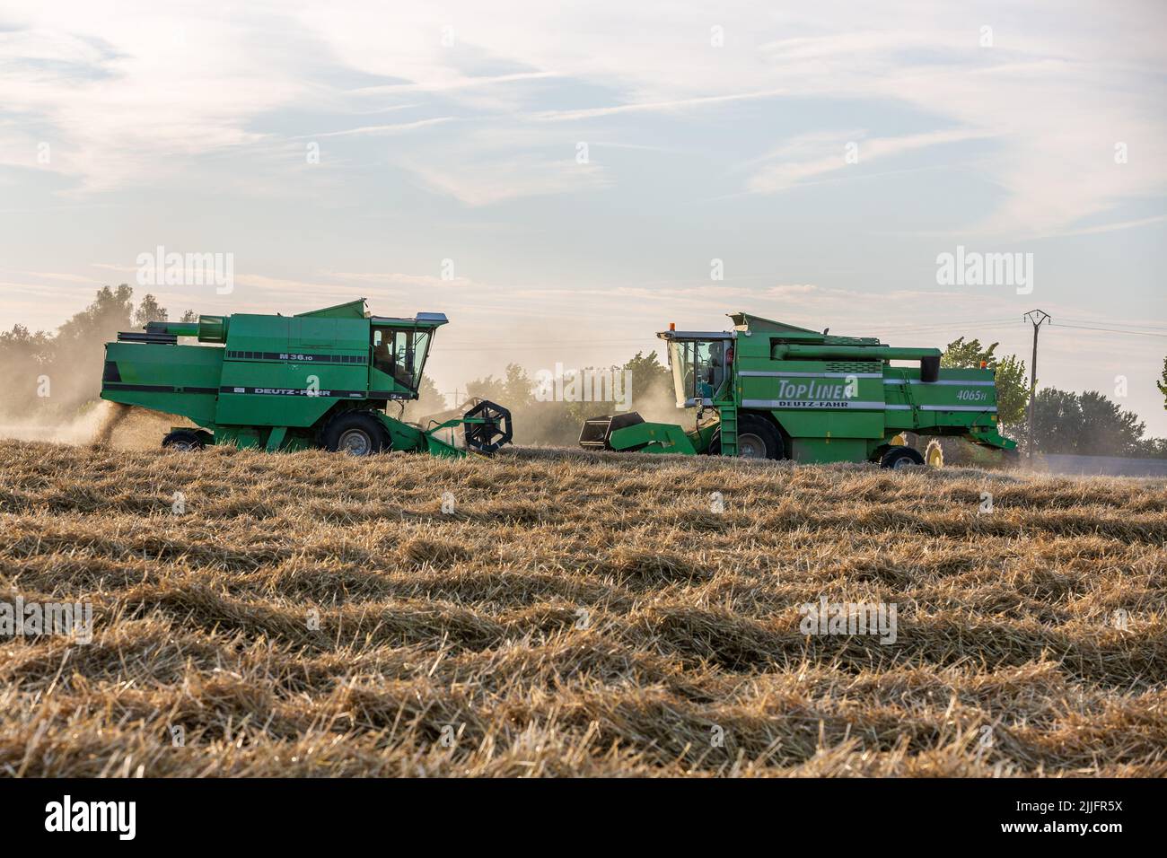 Wheat harvest in progress using combine harvesters. Setting sun illuminating the raised dust ...