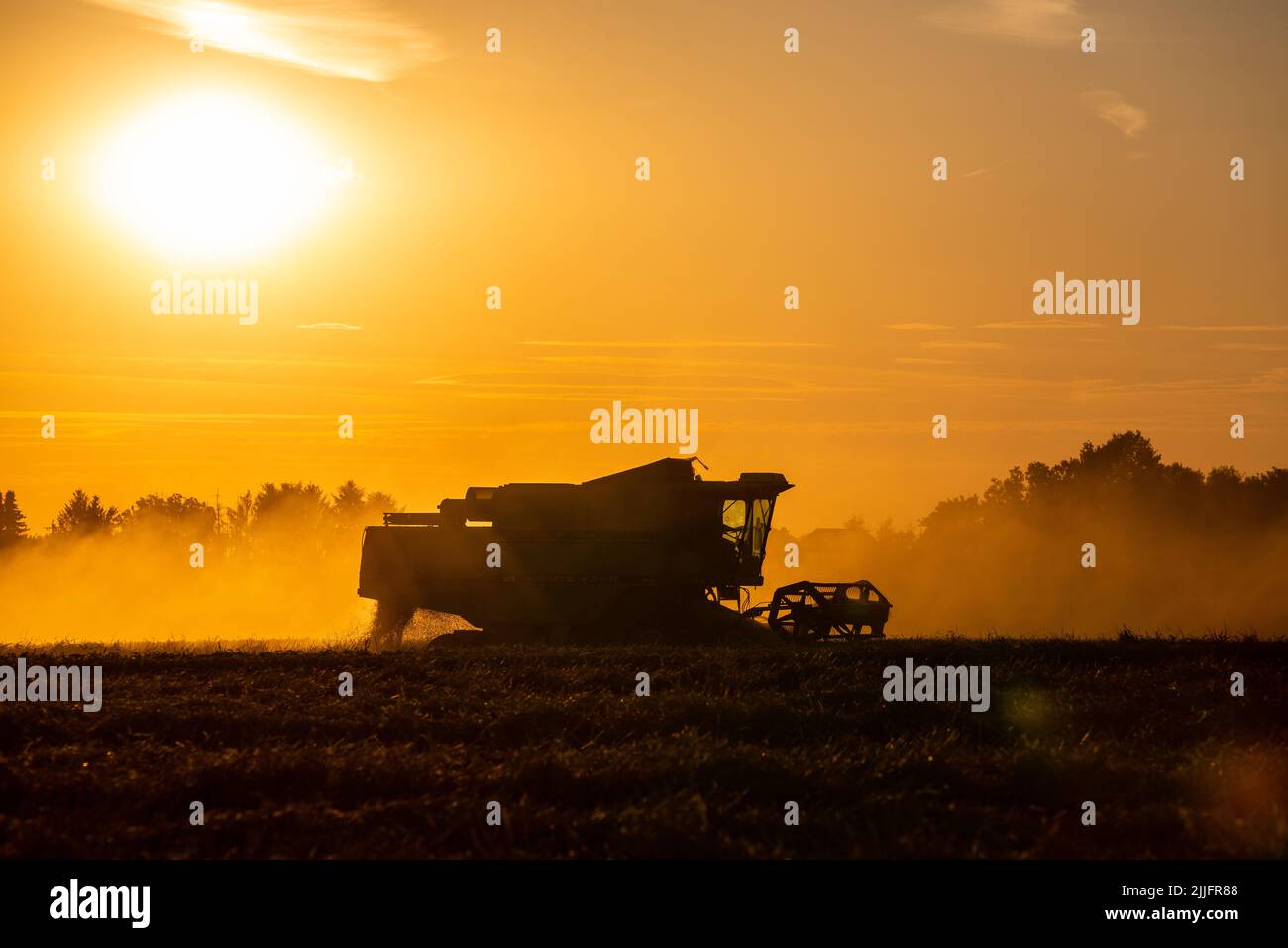 Wheat harvest in progress using combine harvesters. Setting sun illuminating the raised dust ...