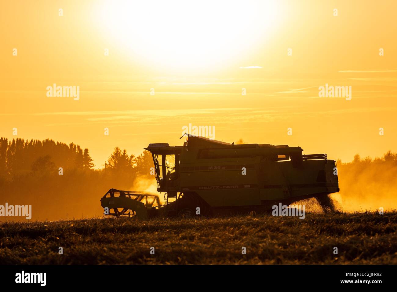 Wheat harvest in progress using combine harvesters. Setting sun ...