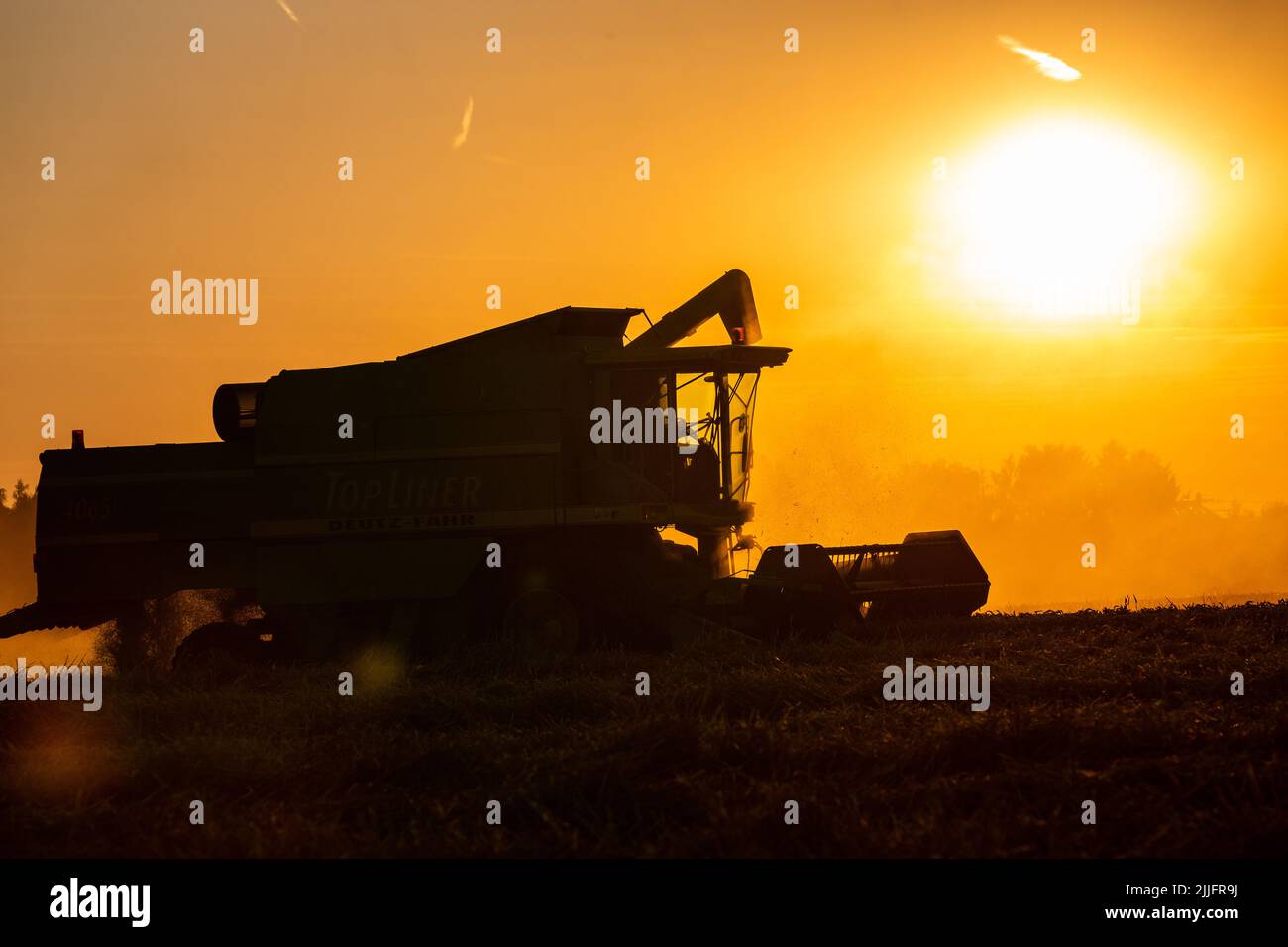 Wheat harvest in progress using combine harvesters. Setting sun illuminating the raised dust ...