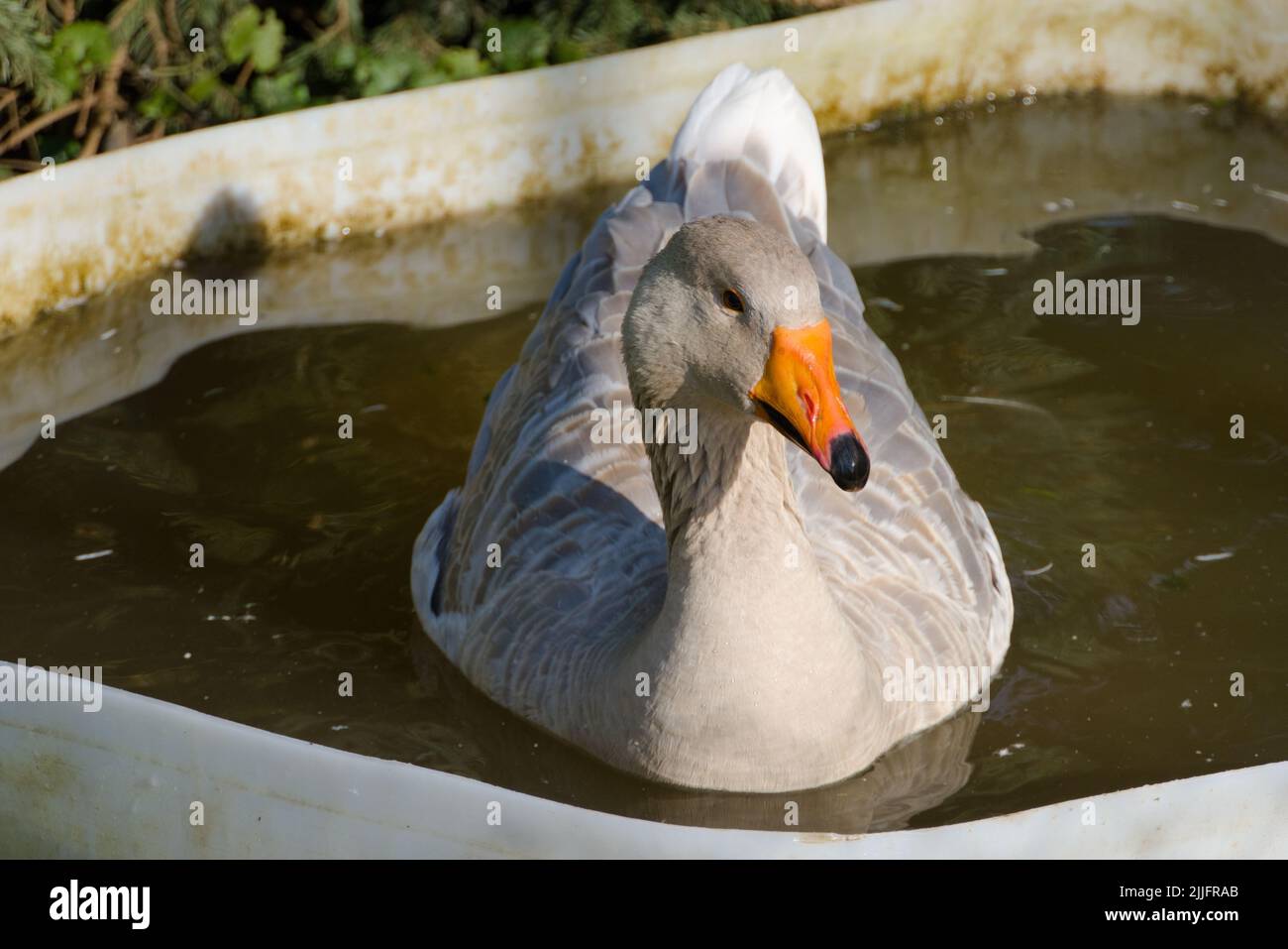 Bathtub animals hi-res stock photography and images - Alamy
