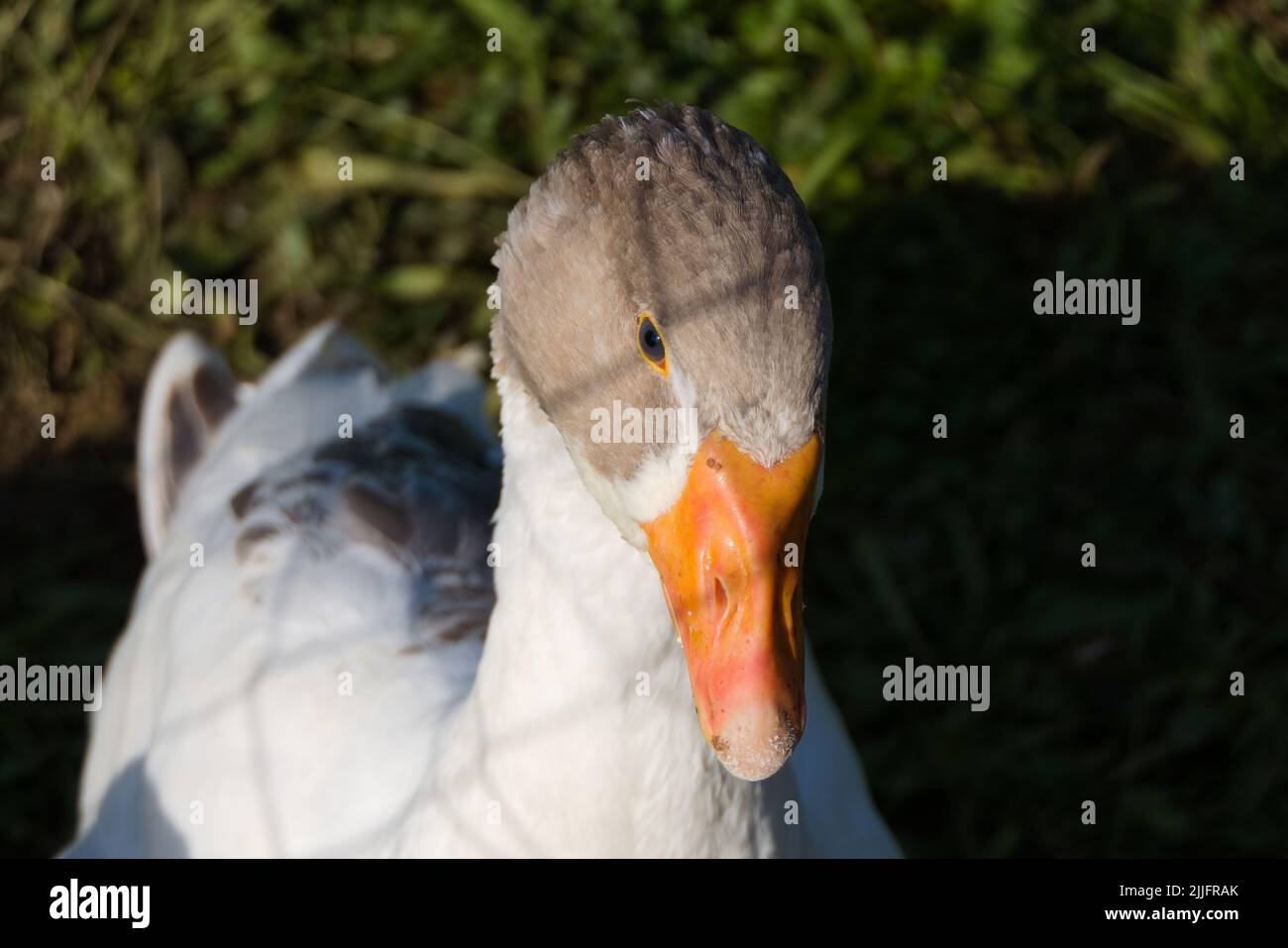 Graft bird hi-res stock photography and images - Alamy