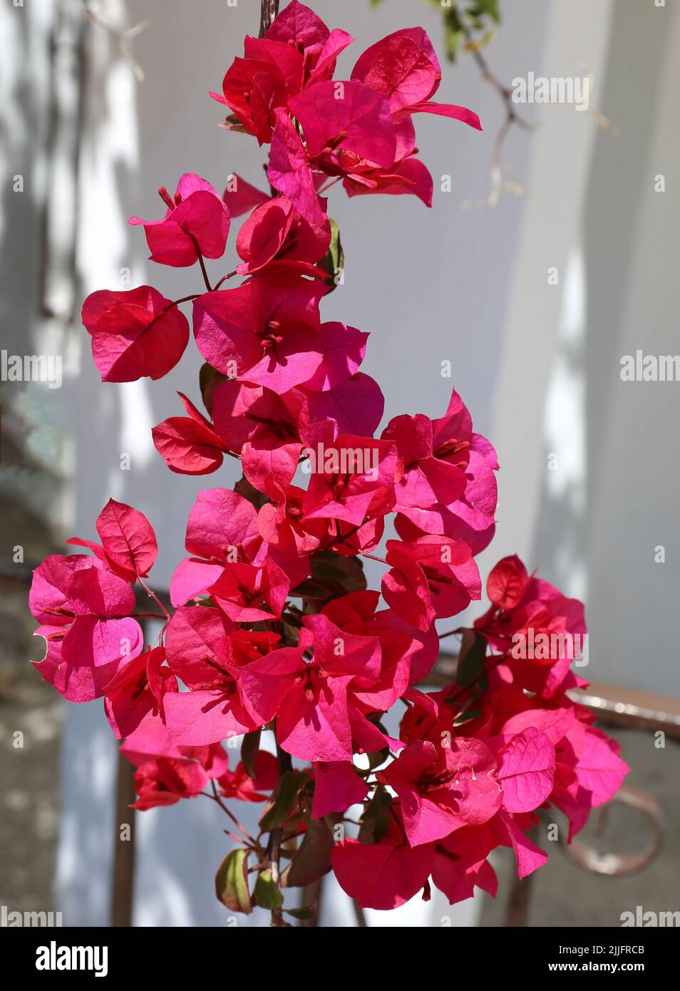 Pink Bougainvillea on The Balcony in Cesme, Turkey Stock Photo - Alamy
