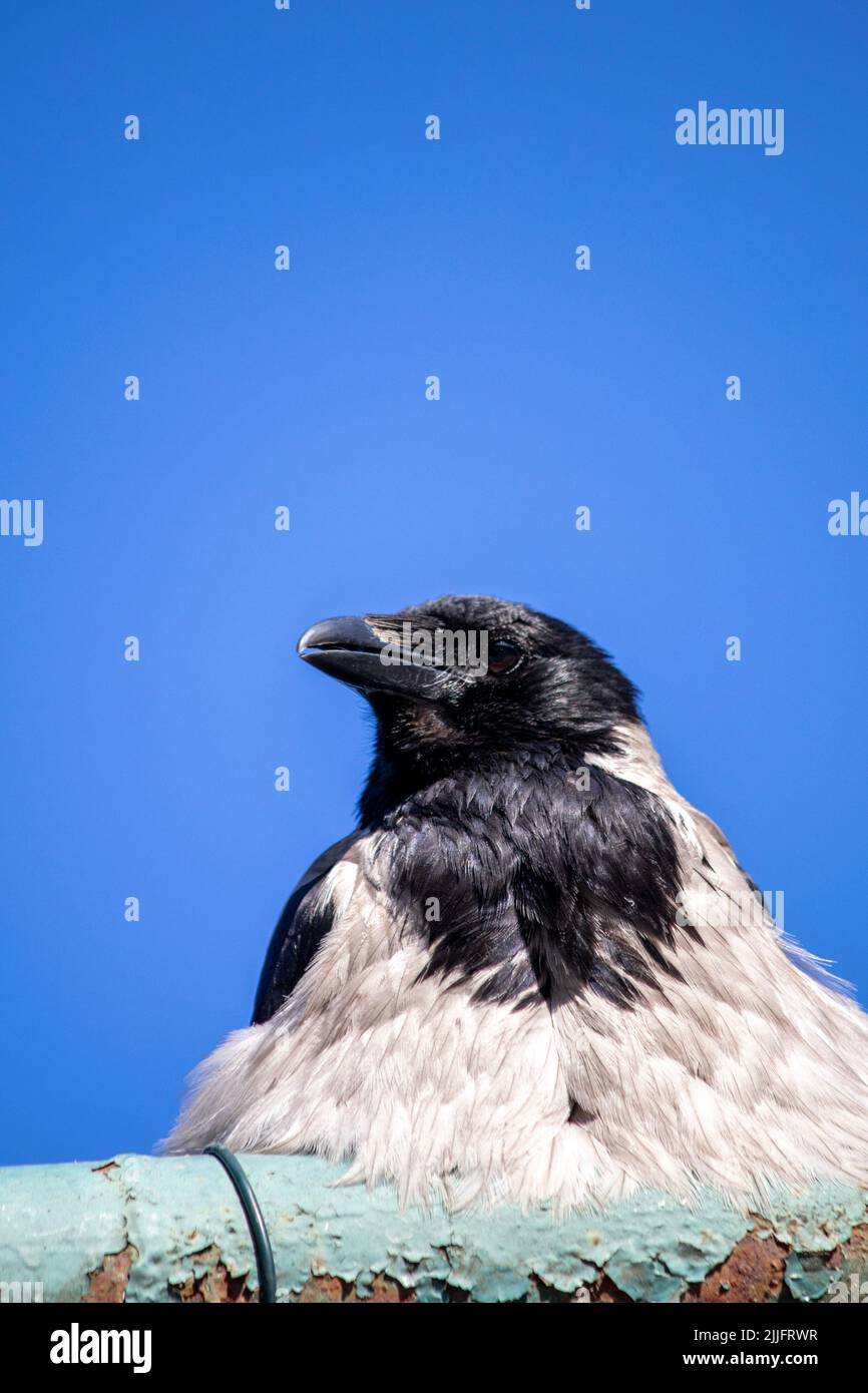 Bird look to photographer hi-res stock photography and images - Alamy