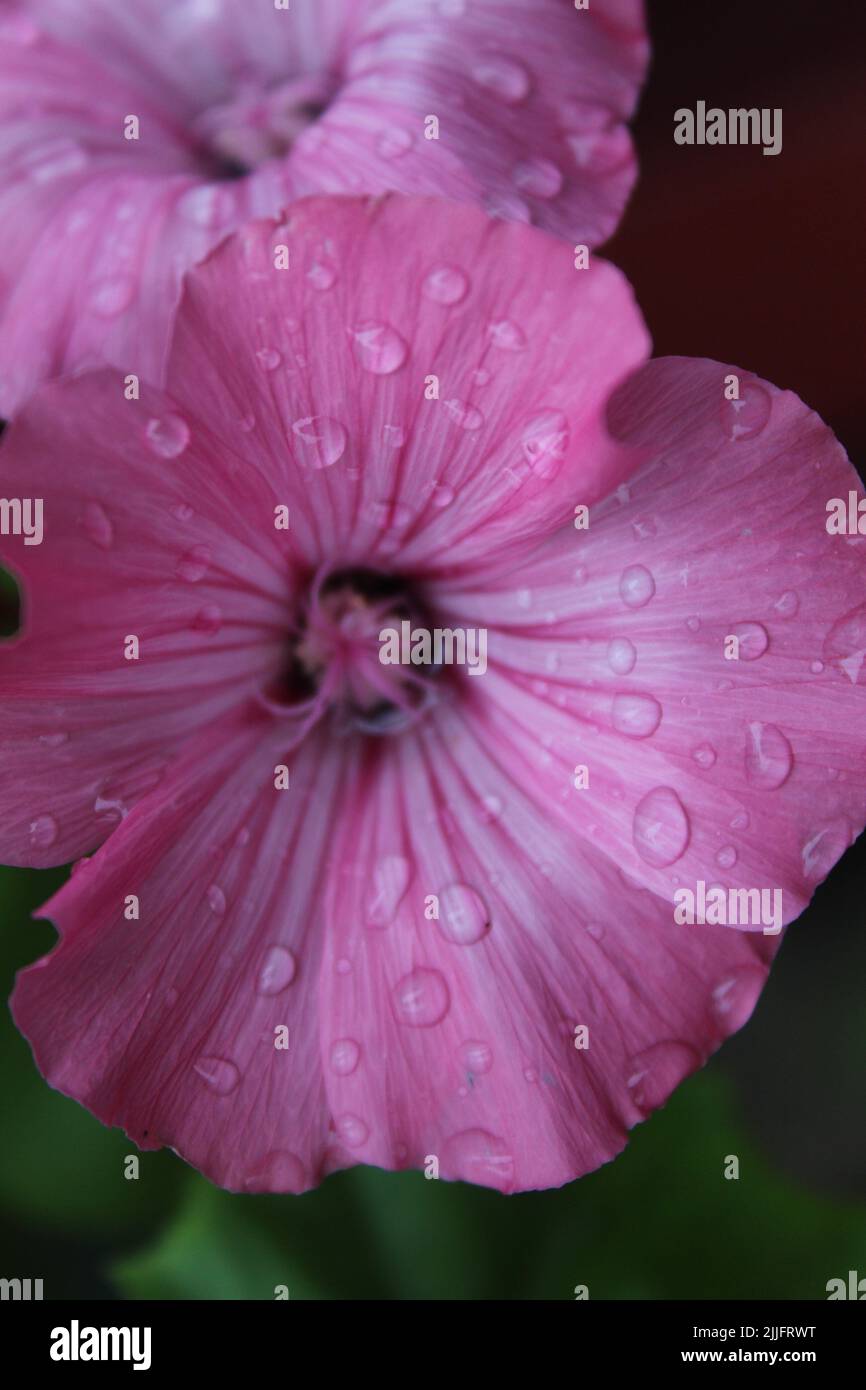 Amy burchell hi-res stock photography and images - Alamy