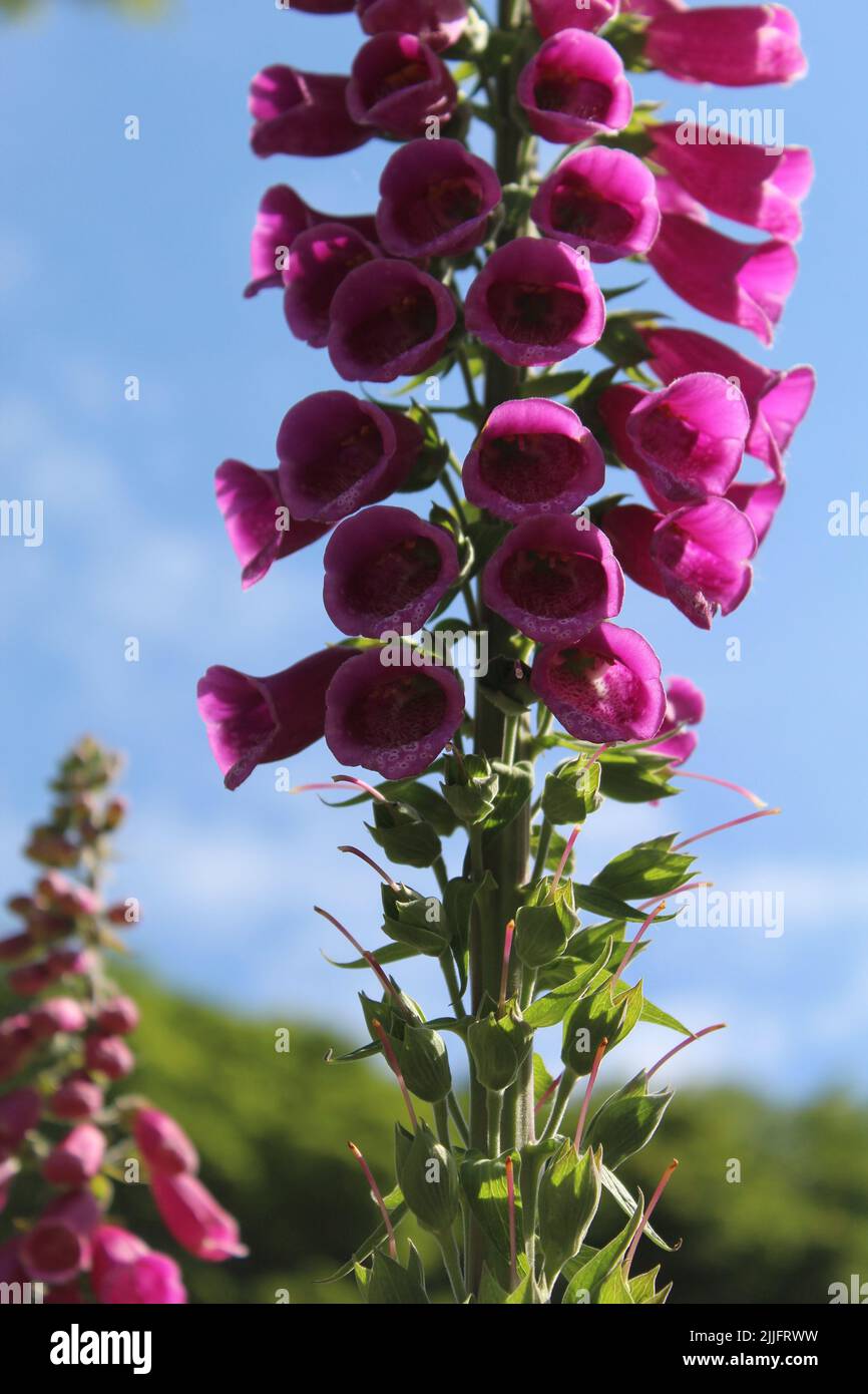 Punk sky hi-res stock photography and images - Alamy