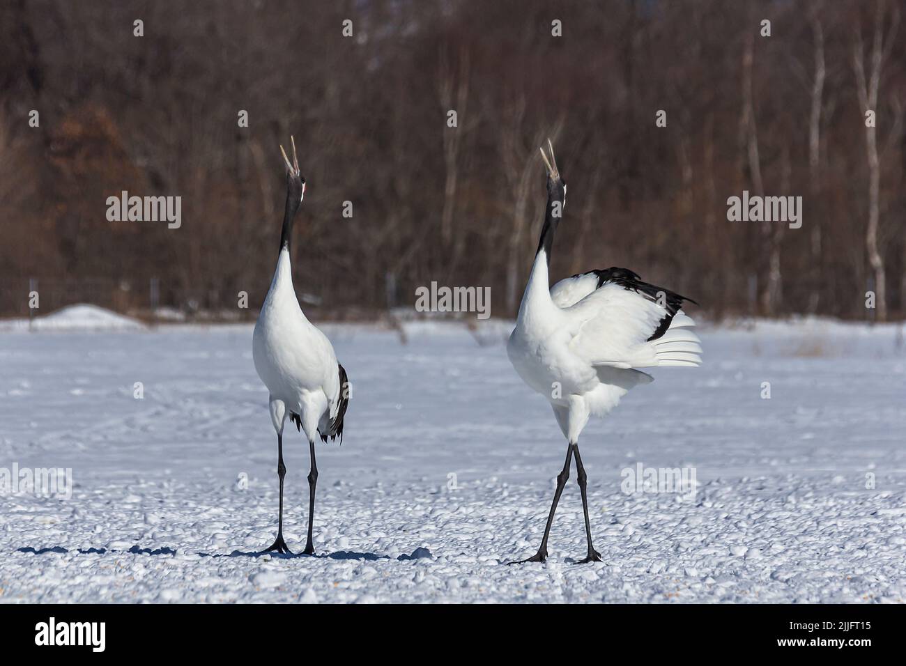 A pair of Red-crowned cranes, dancing the ritual marriage dance in a ...
