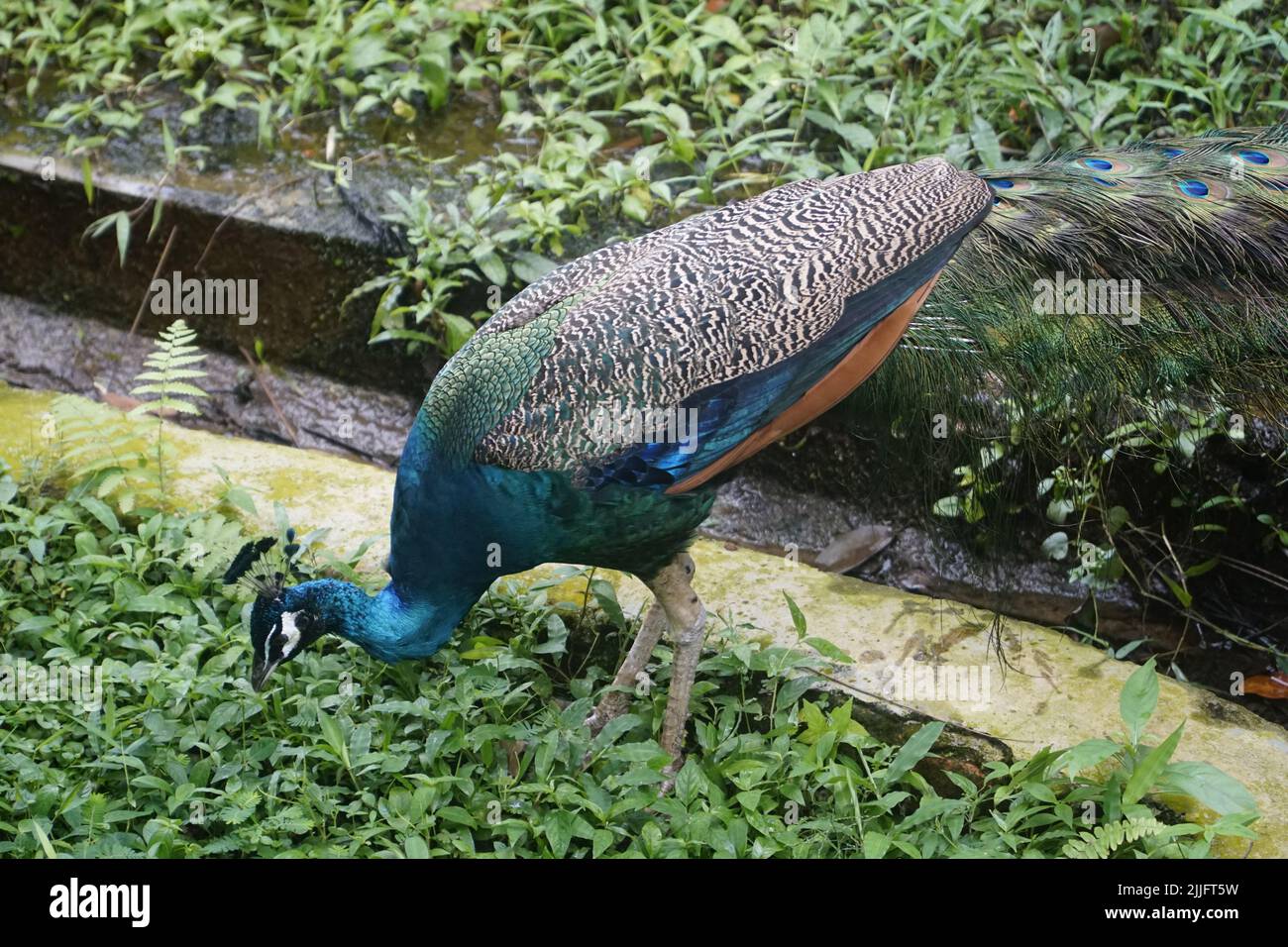 A colorful peafowl in its natural habitat Stock Photo - Alamy