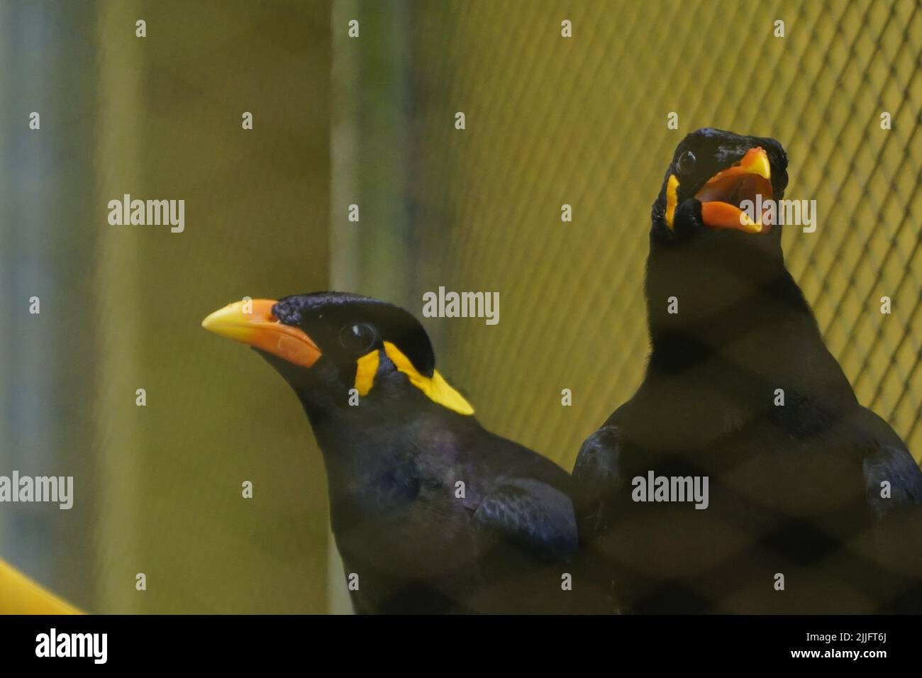 Two black birds hi-res stock photography and images - Alamy