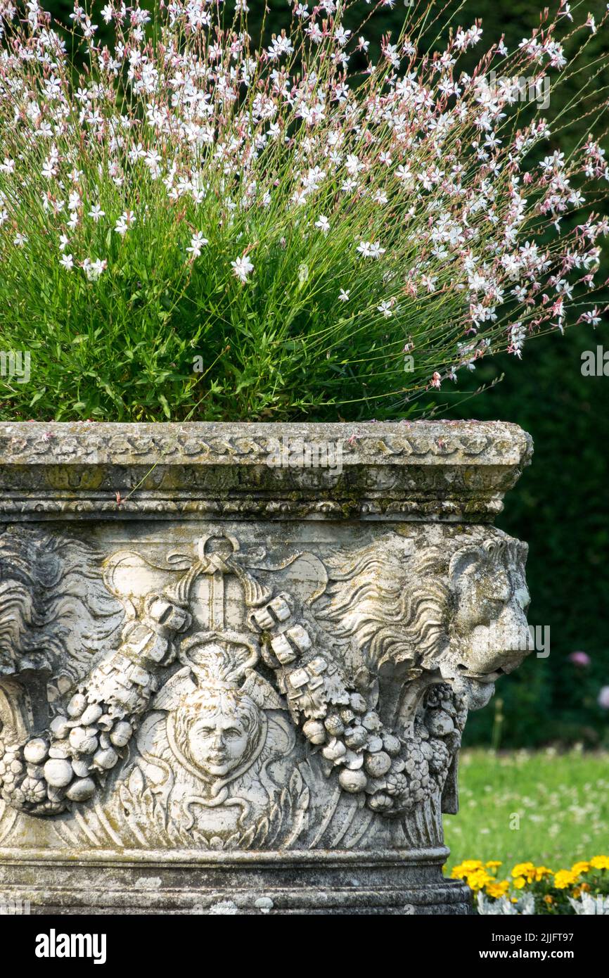 Gaura lindheimeri Container, Oenothera Growing in Romanesque Pot ...