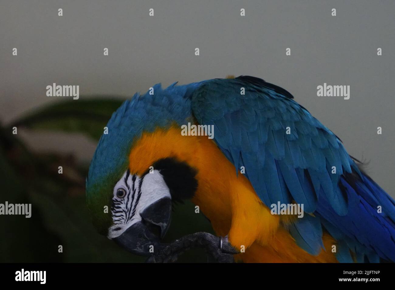 A Blue and yellow or gold Macaw (Ara ararauna) - talking parrot in a ...