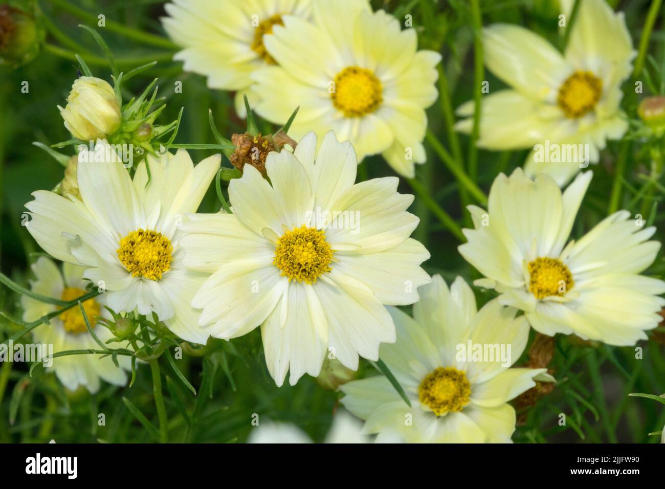 Common Cosmos "Xanthos", Garden cosmos, Mexican aster, Cosmos ...