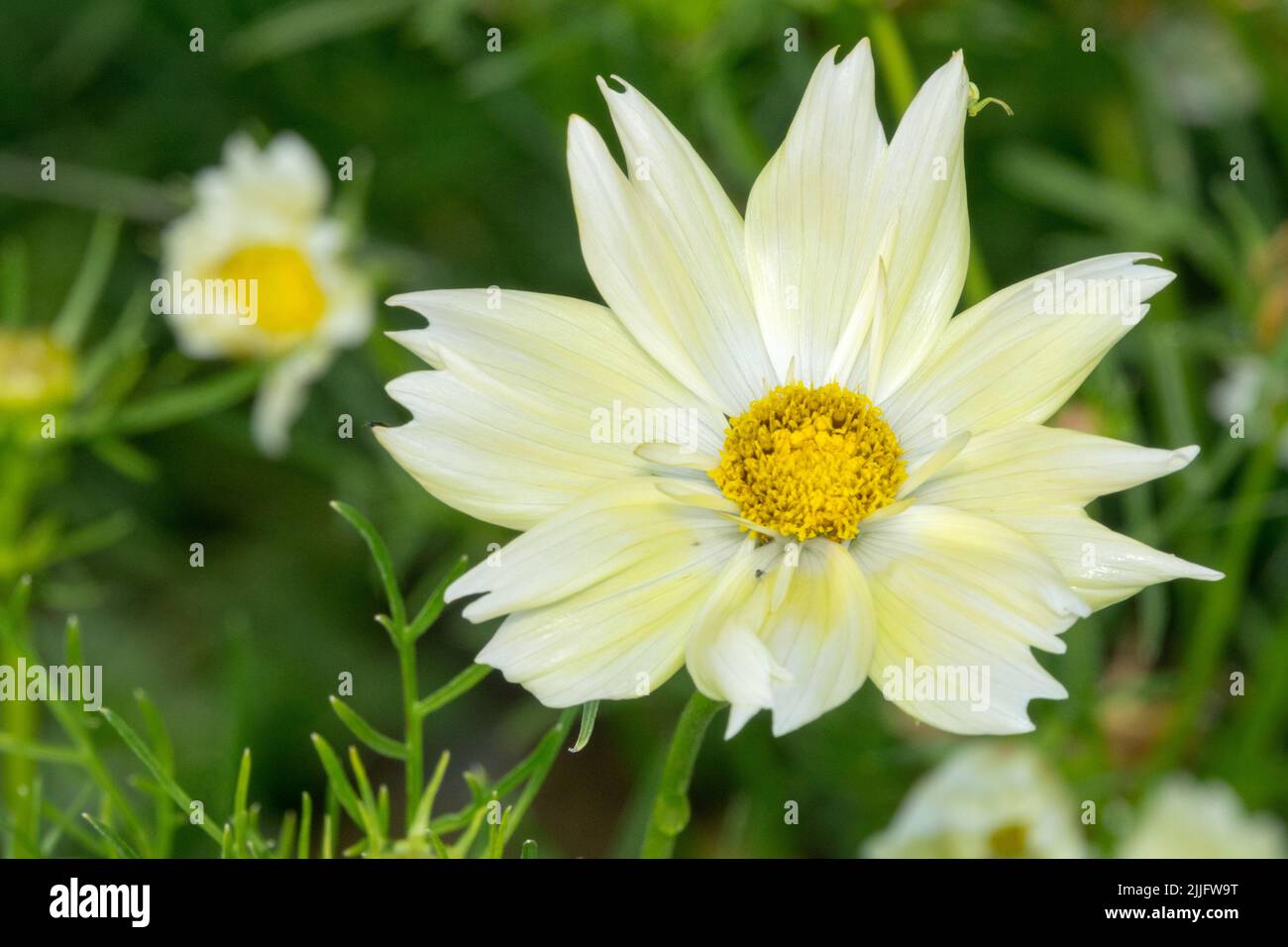 Cosmos bipinnatus xanthos flower hi-res stock photography and images ...