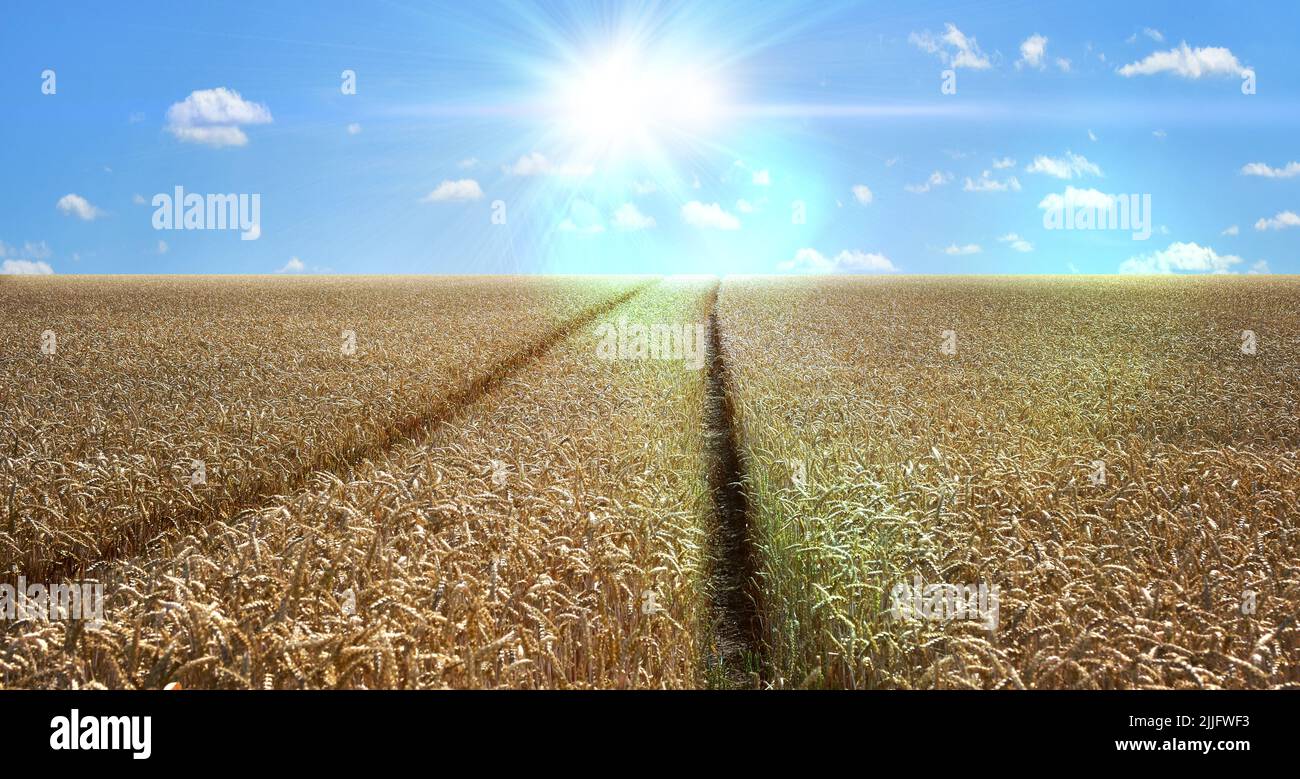 Emmer wheat hi-res stock photography and images - Alamy