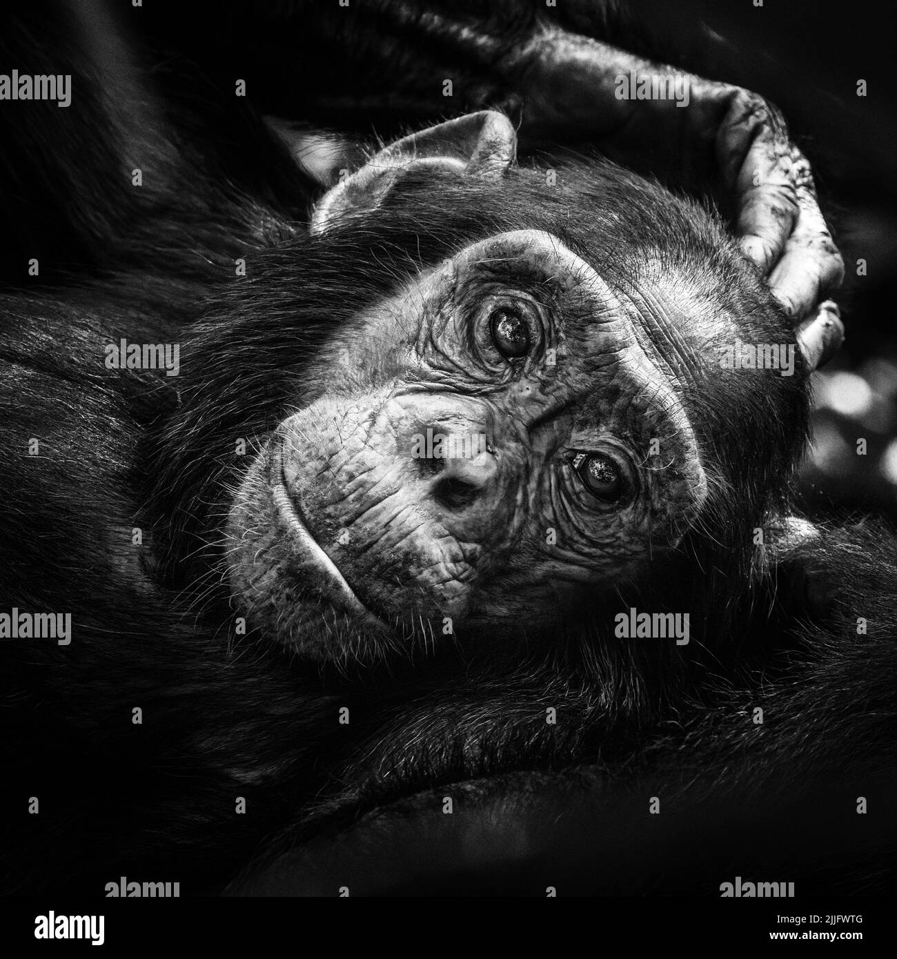 Human and chimp face to face hi-res stock photography and images - Alamy