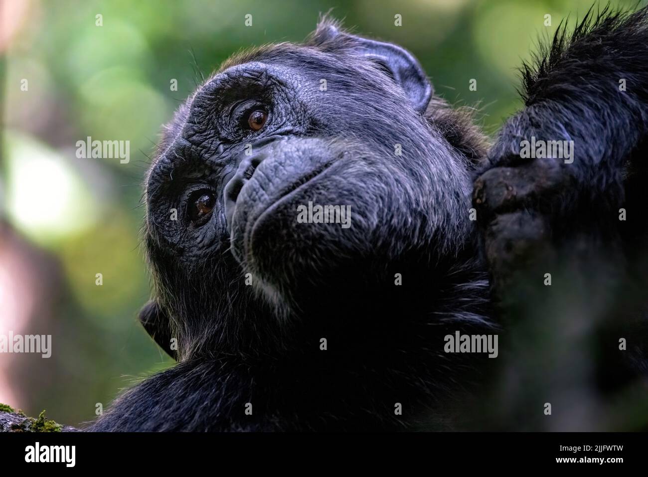 Chimp in a park hi-res stock photography and images - Alamy