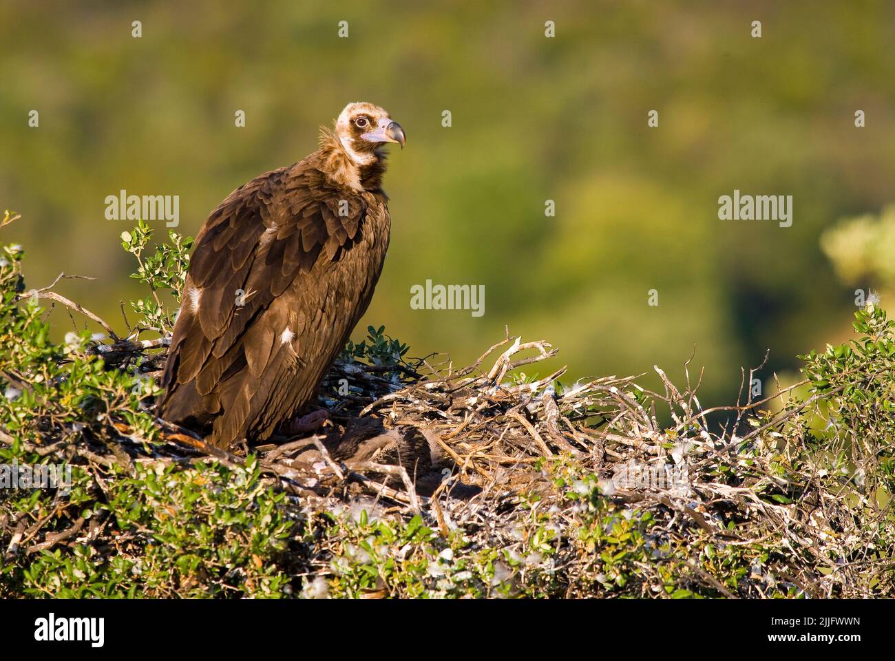 Black vulture nest hi-res stock photography and images - Alamy
