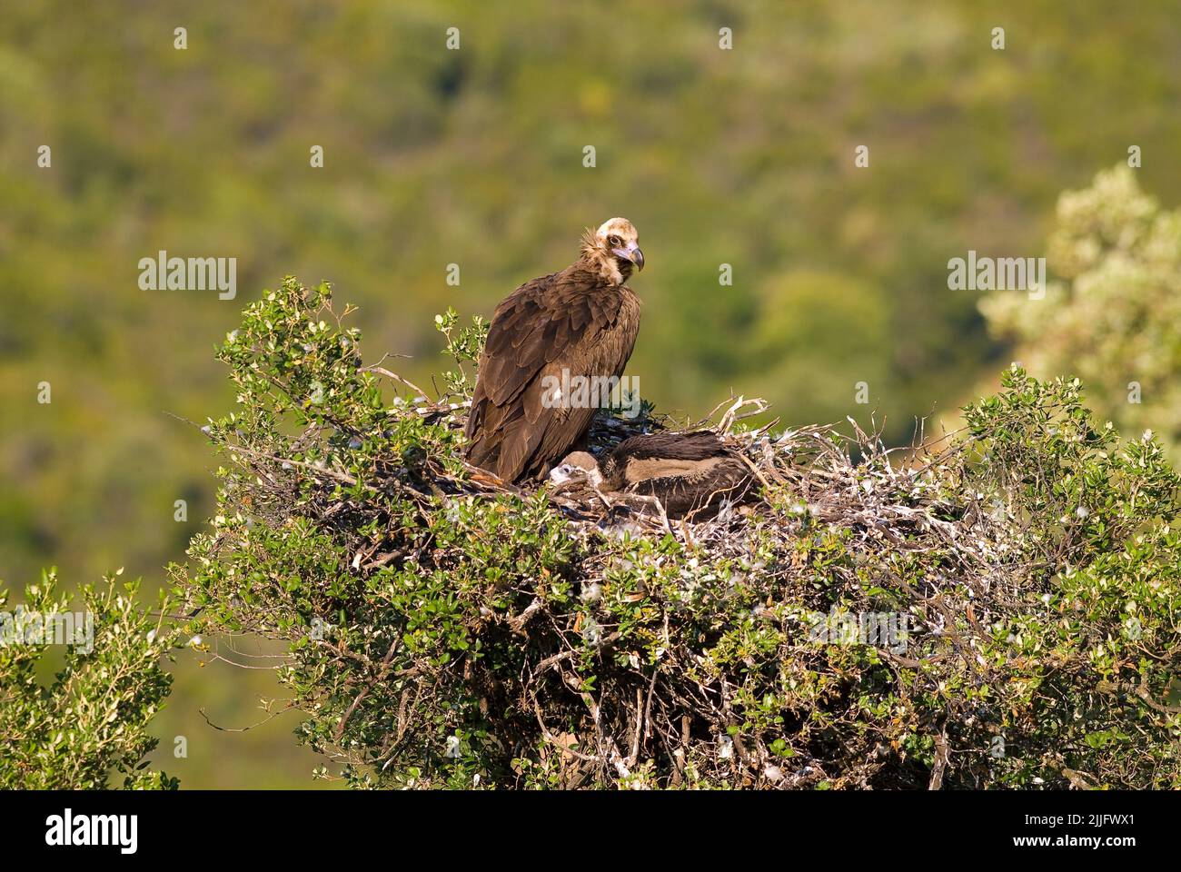 Black vulture nest hi-res stock photography and images - Alamy