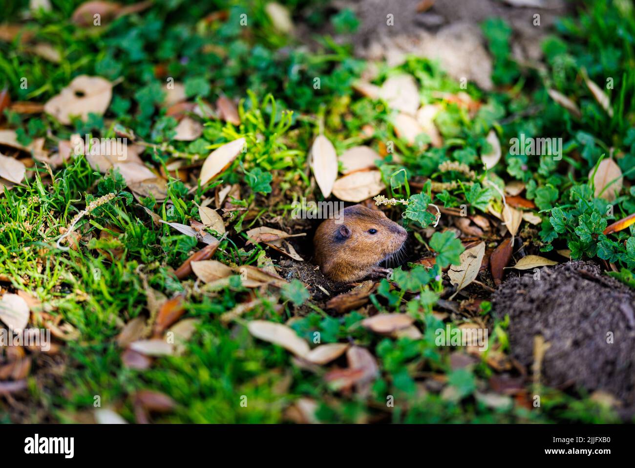 Groundhog exploration hi-res stock photography and images - Alamy