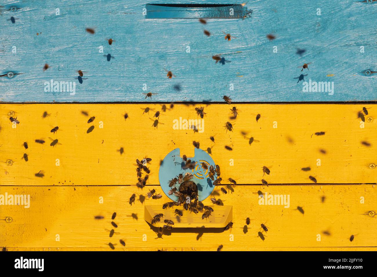 Animal with bee hive hi-res stock photography and images - Alamy